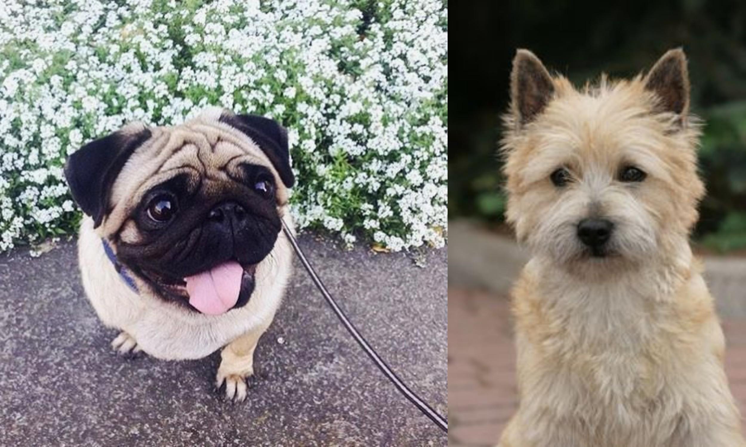 Pug vs Cairn Terrier - Breed Comparison | MyDogBreeds