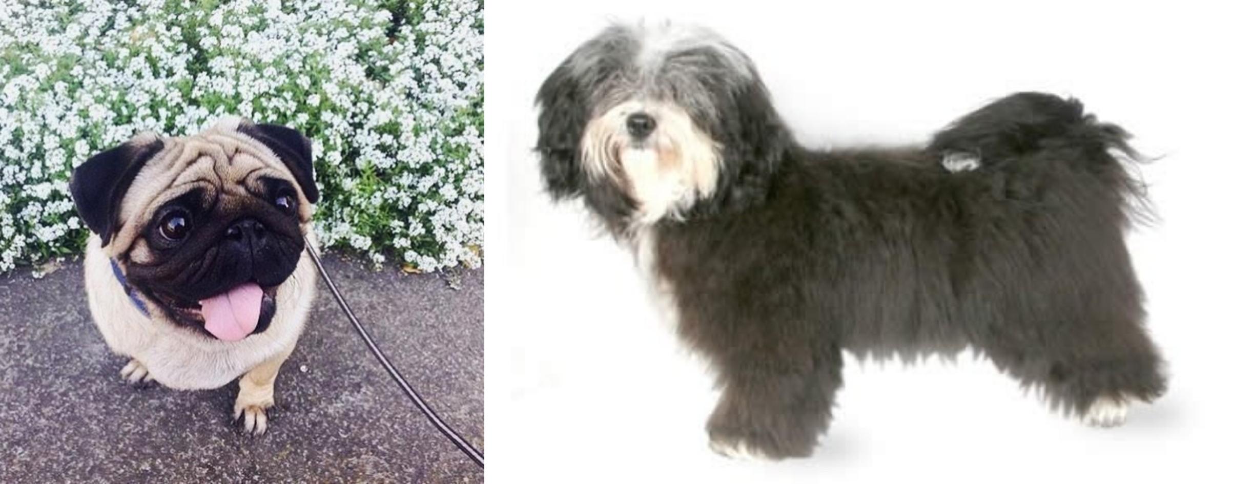 Pug vs Havanese - Breed Comparison | MyDogBreeds