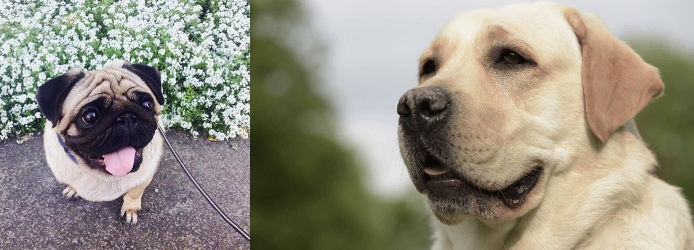 Pug vs Labrador Retriever - Breed Comparison | MyDogBreeds