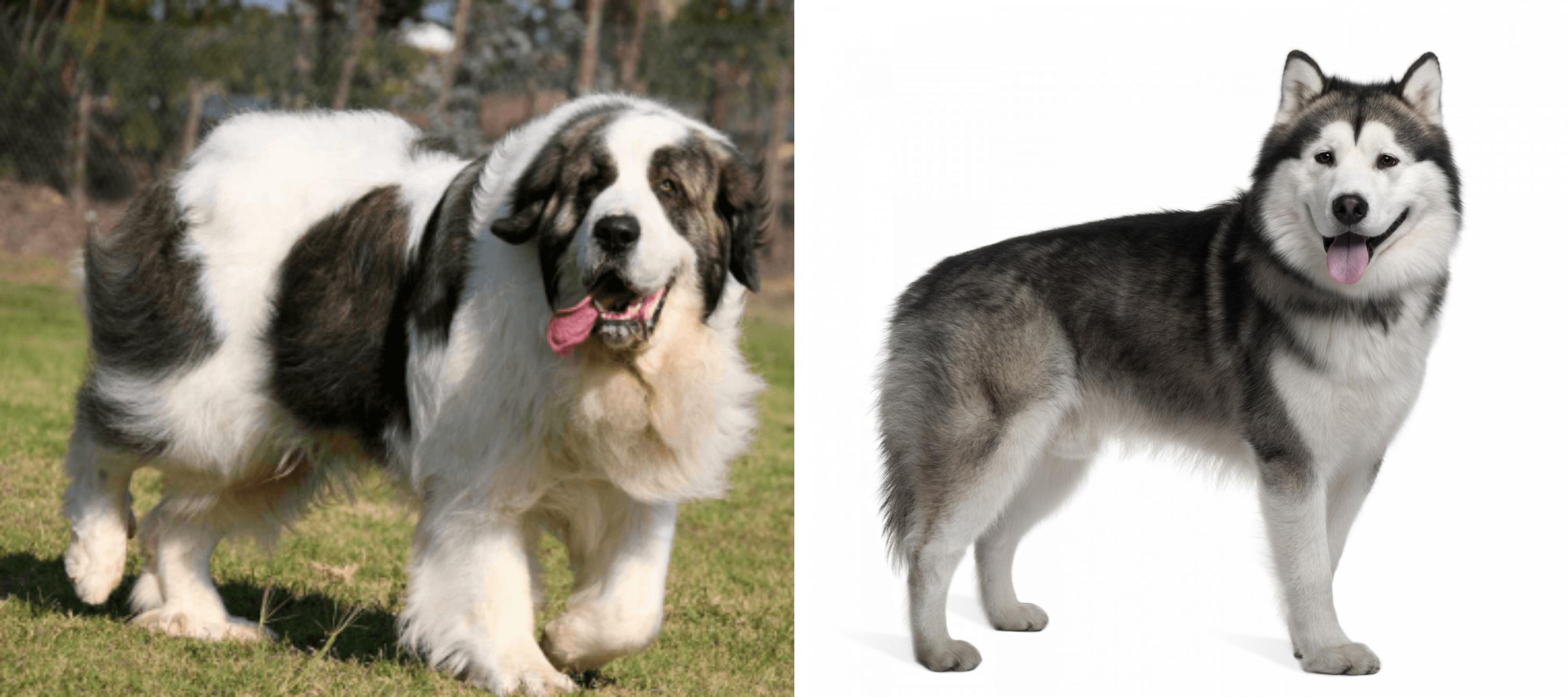 Pyrenean Mastiff vs Alaskan Malamute - Breed Comparison