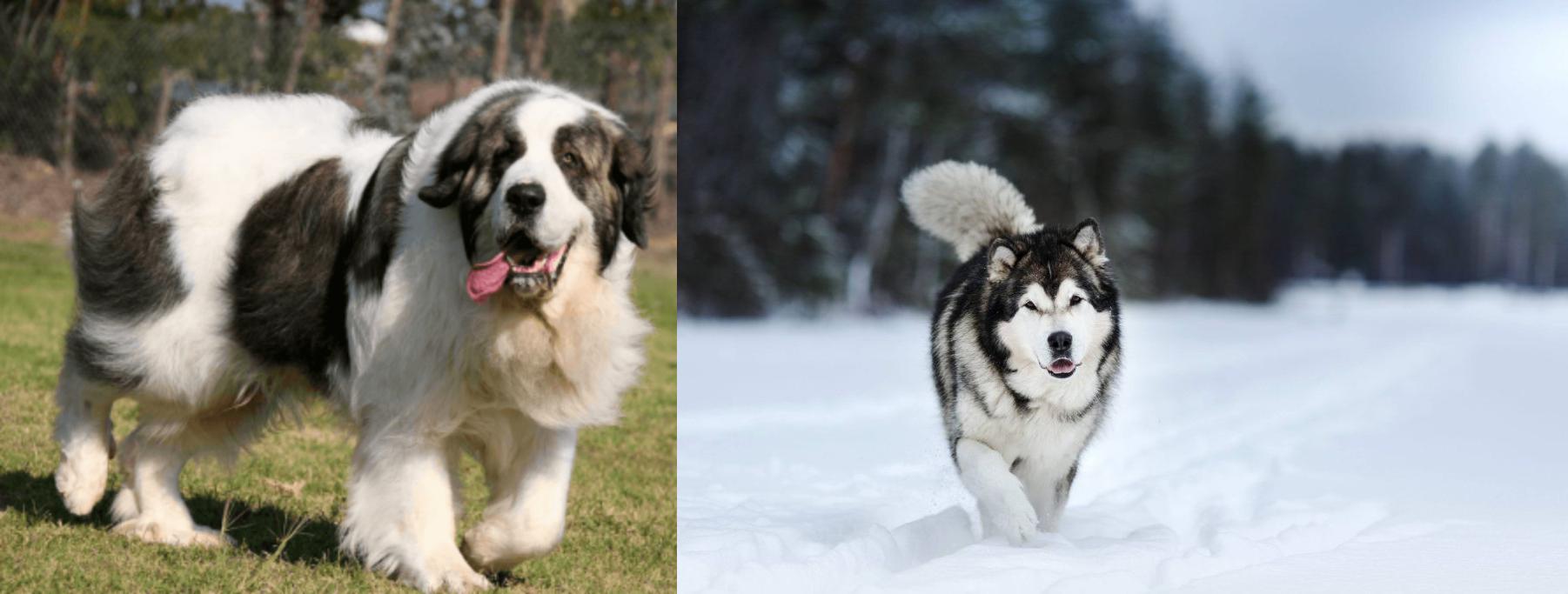 Pyrenean Mastiff vs Siberian Husky - Breed Comparison