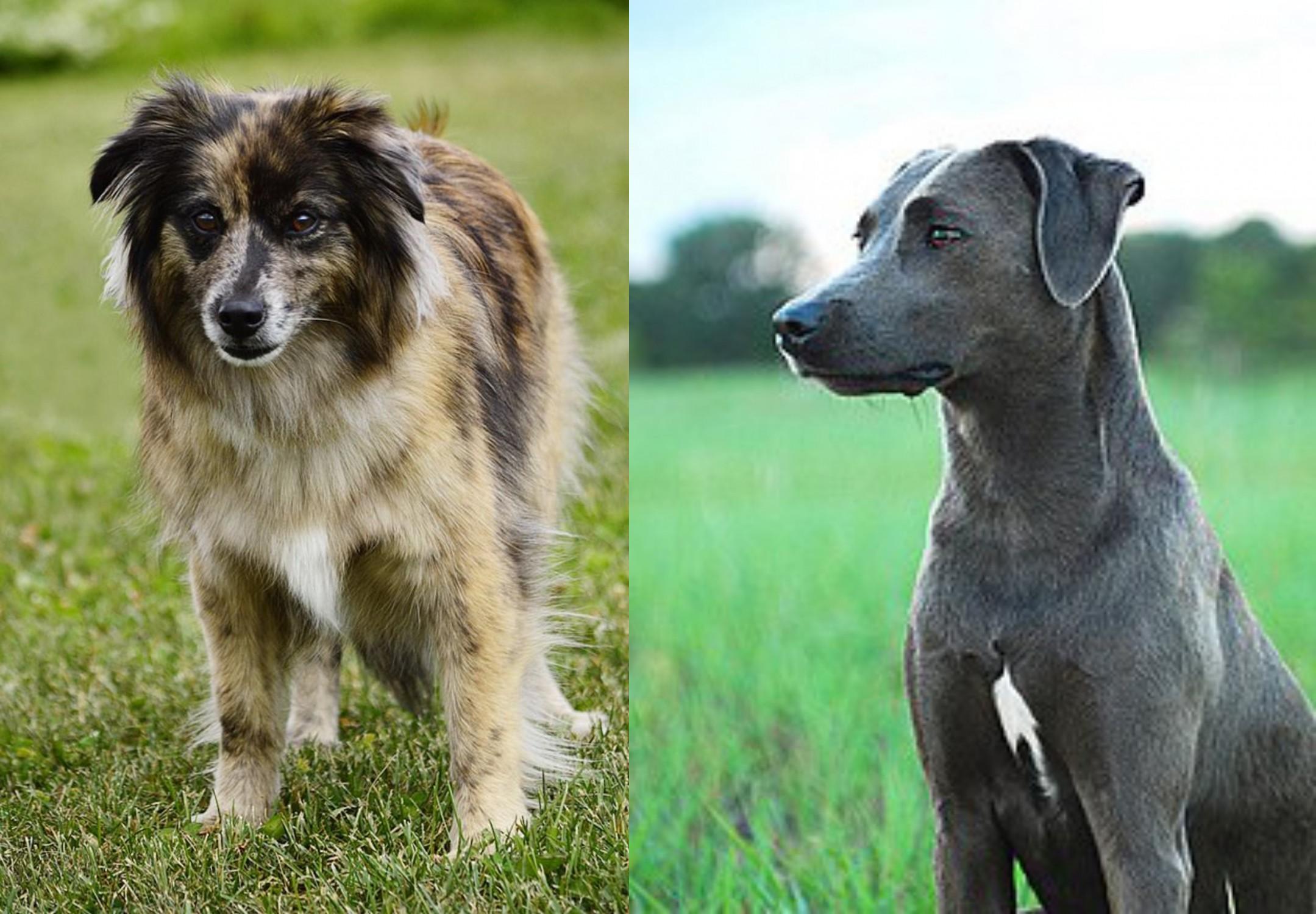 Pyrenean Shepherd vs Blue Lacy - Breed Comparison