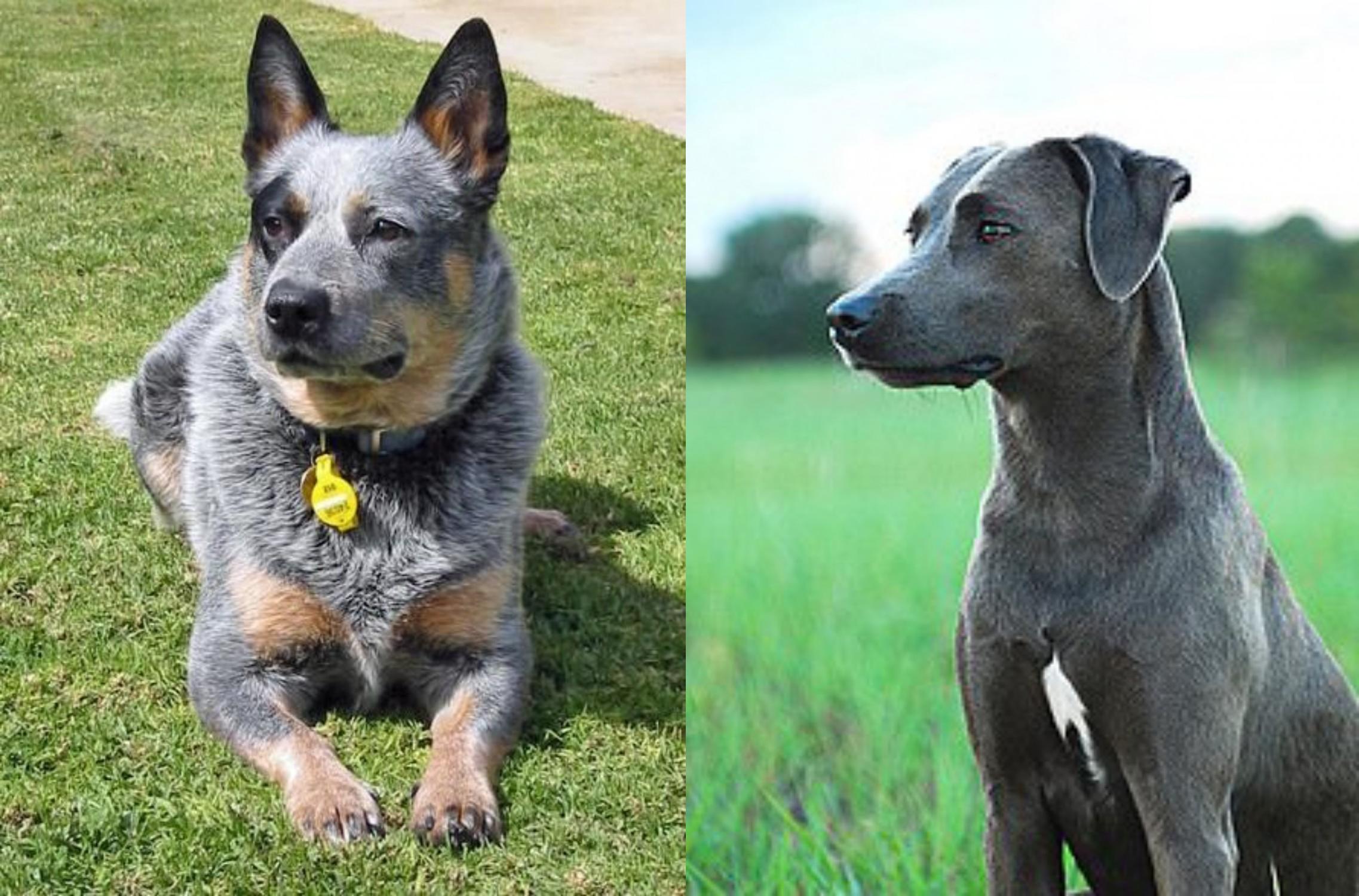 Queensland Heeler vs Blue Lacy - Breed Comparison