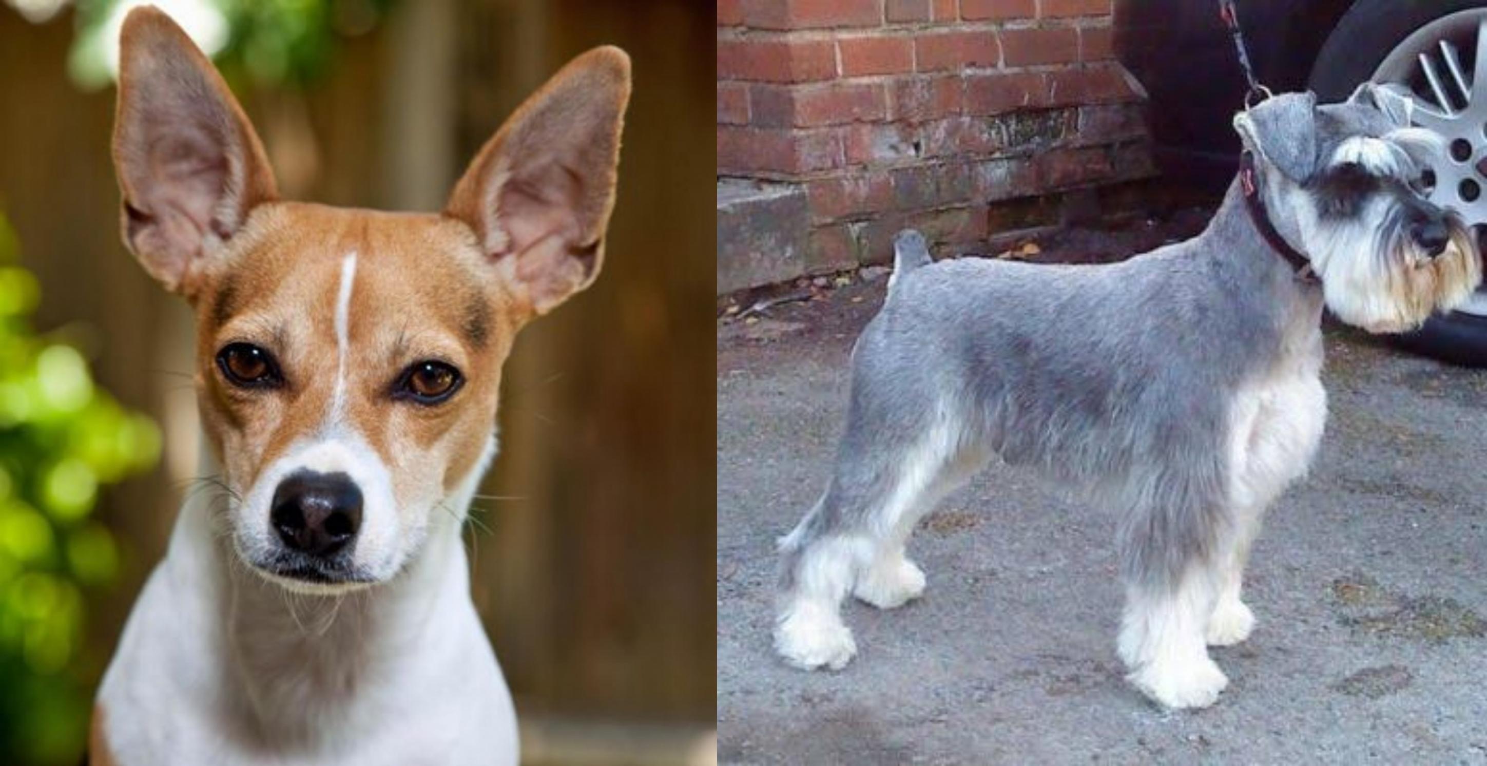 Rat Terrier vs Miniature Schnauzer - Breed Comparison