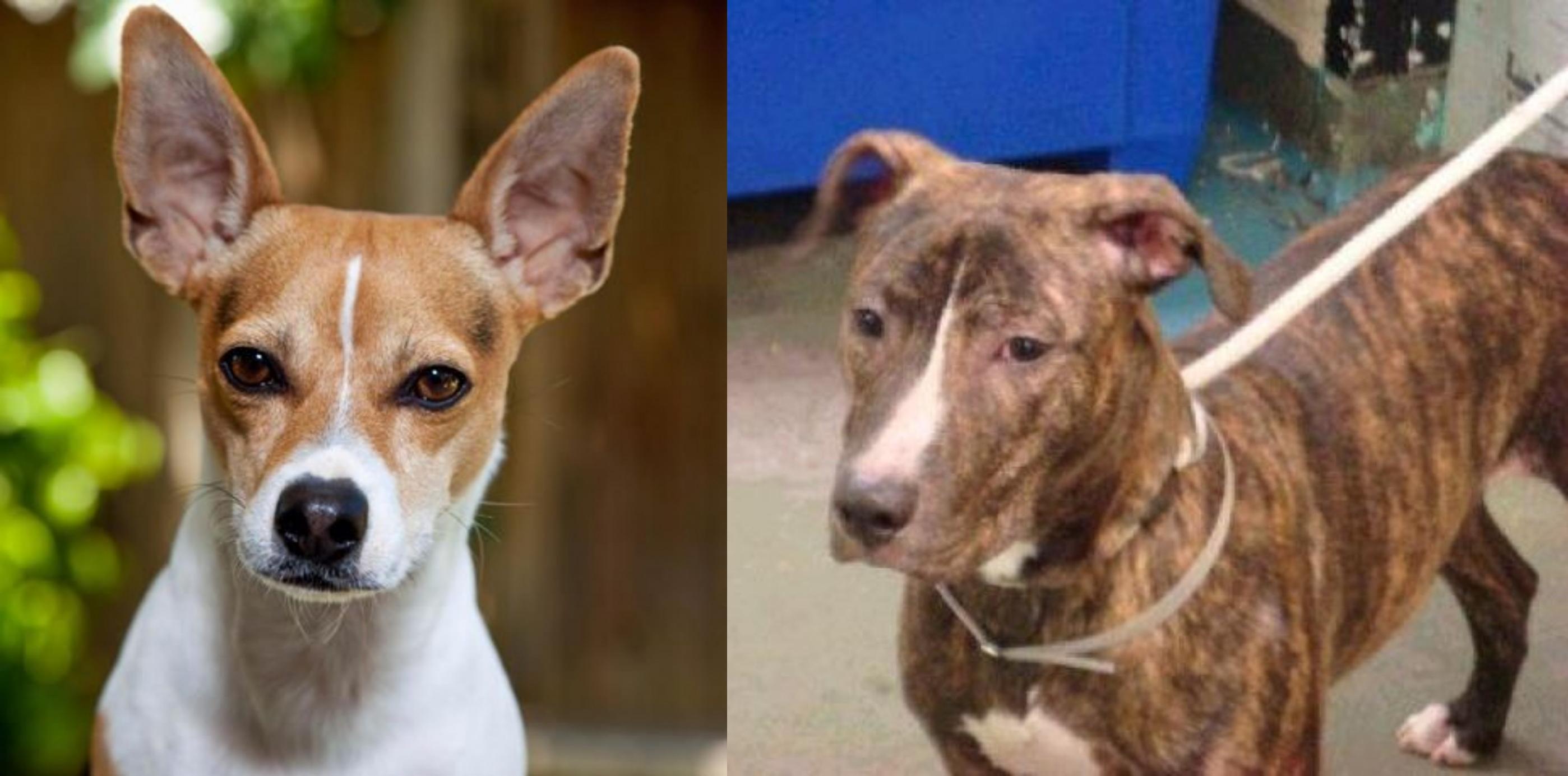 Rat Terrier vs Mountain View Cur - Breed Comparison