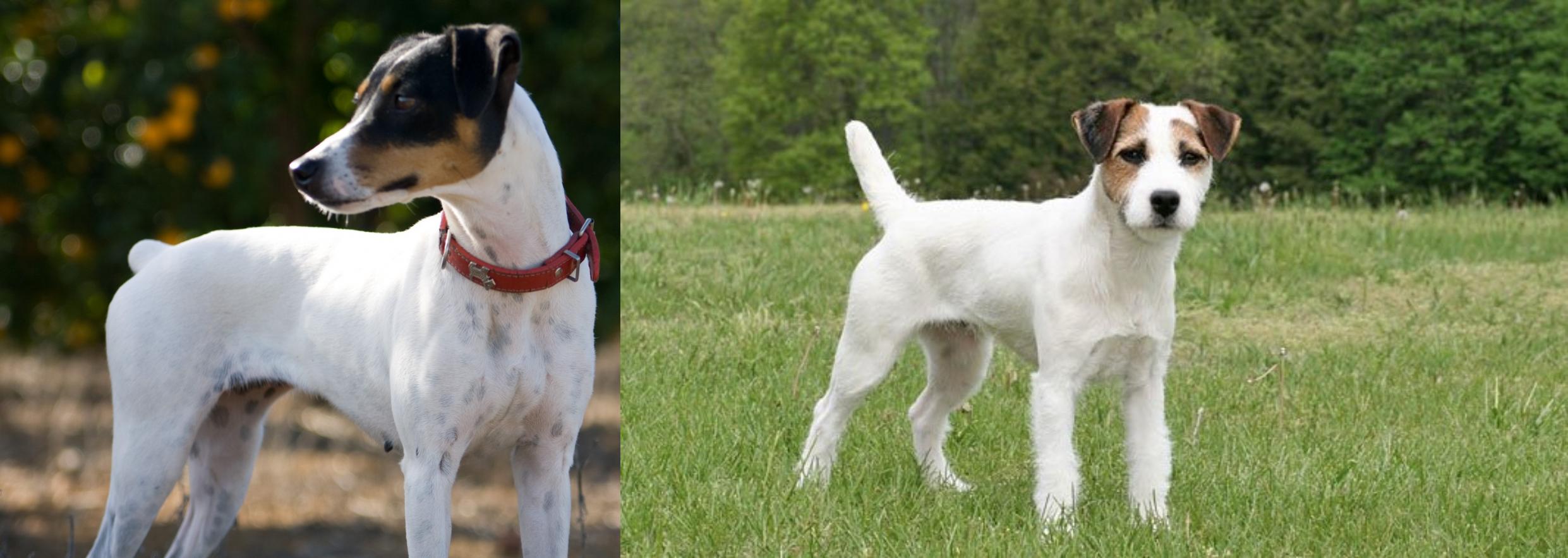 Ratonero Bodeguero Andaluz vs Jack Russell Terrier - Breed Comparison