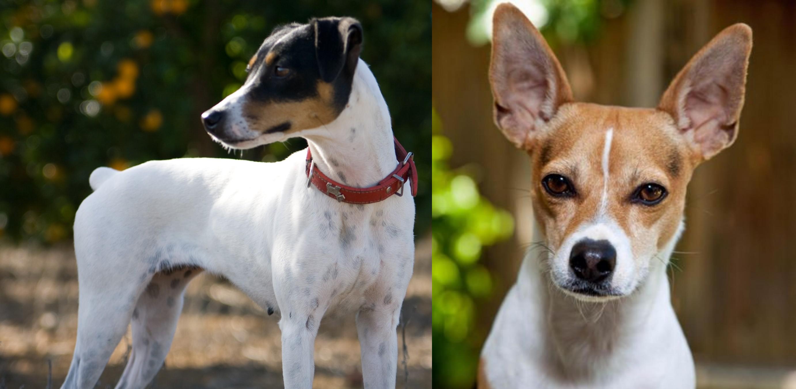 Ratonero Bodeguero Andaluz vs Rat Terrier - Breed Comparison