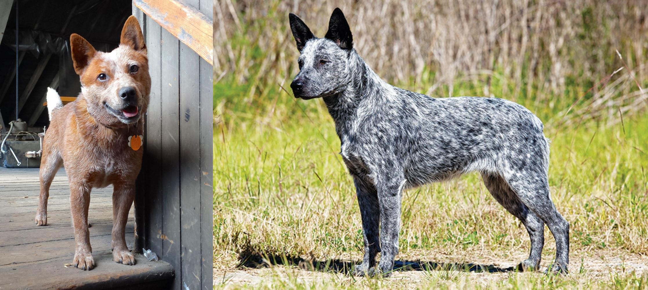 Red Heeler vs Australian Stumpy Tail Cattle Dog - Breed Comparison