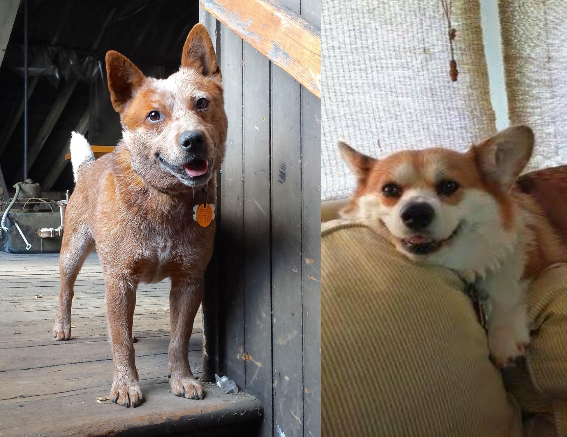 Red Heeler vs Pembroke Welsh Corgi - Breed Comparison