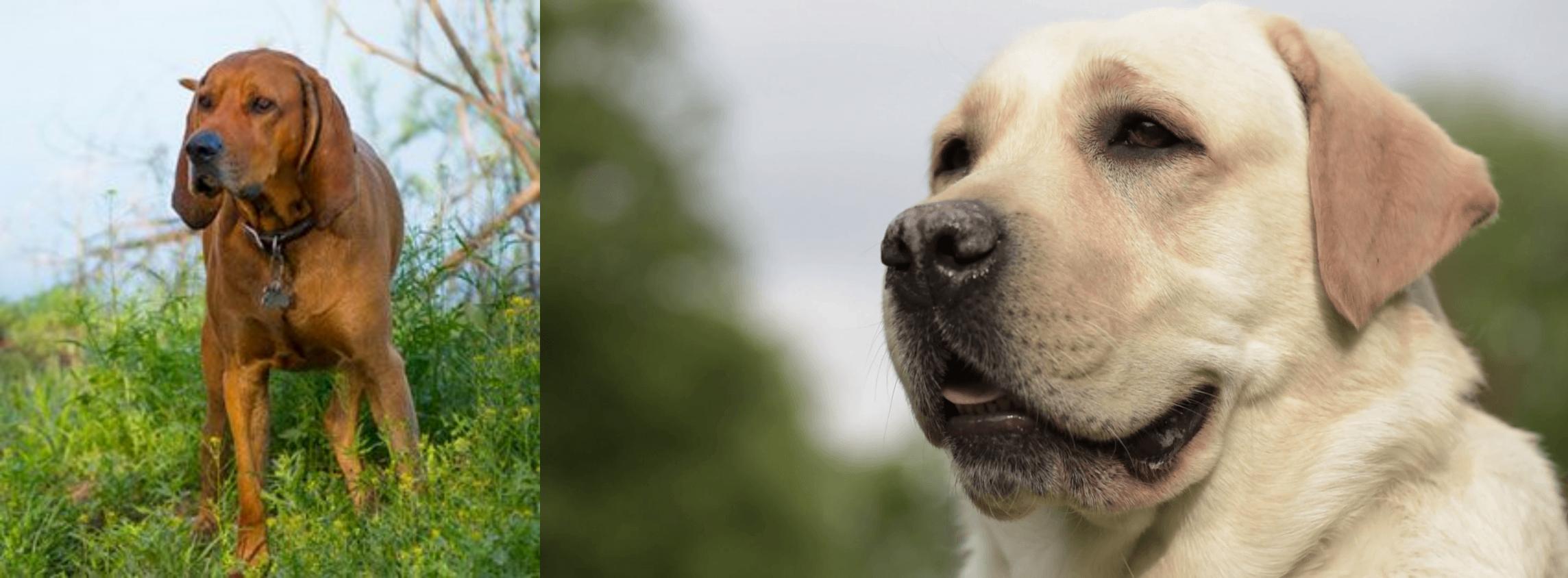 Redbone Coonhound vs Labrador Retriever - Breed Comparison