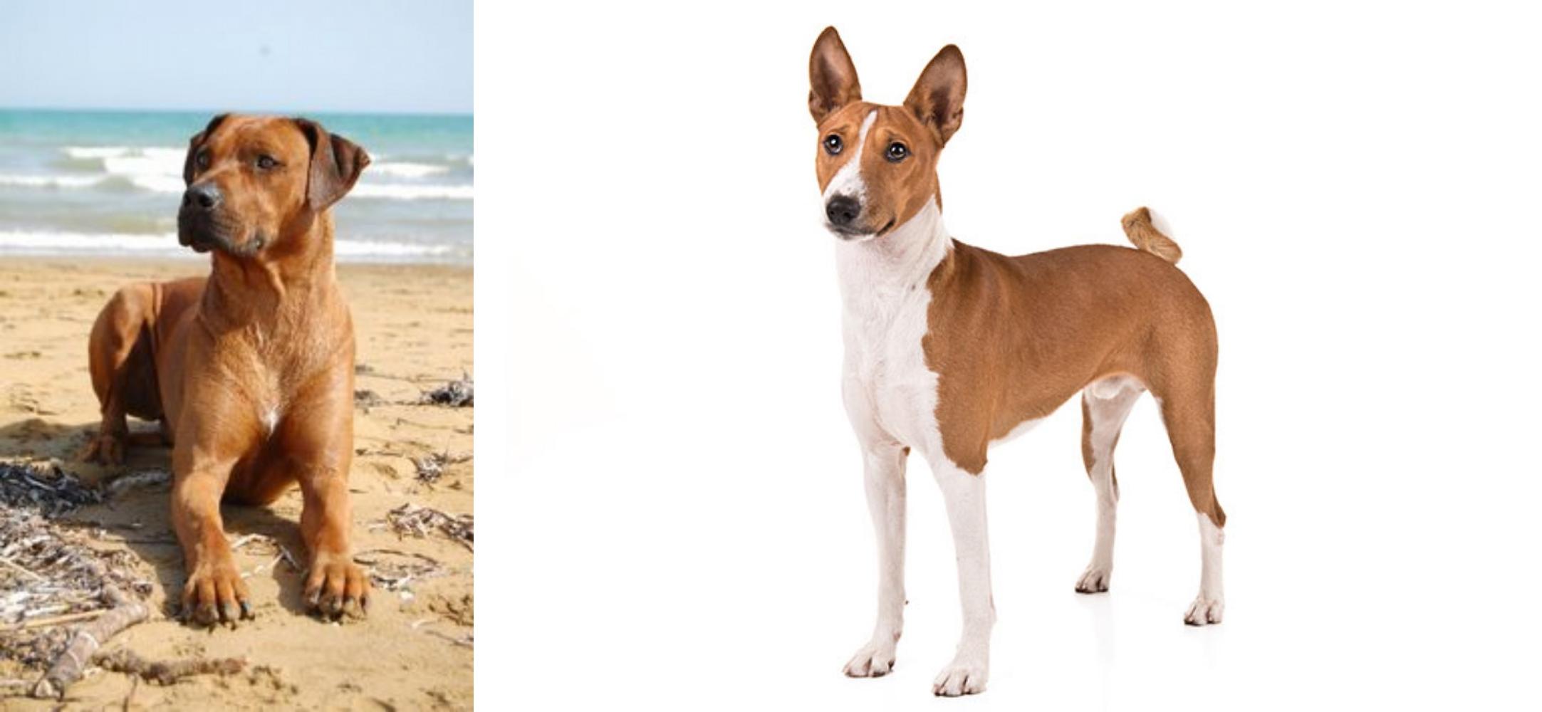 Rhodesian Ridgeback vs Basenji - Breed Comparison