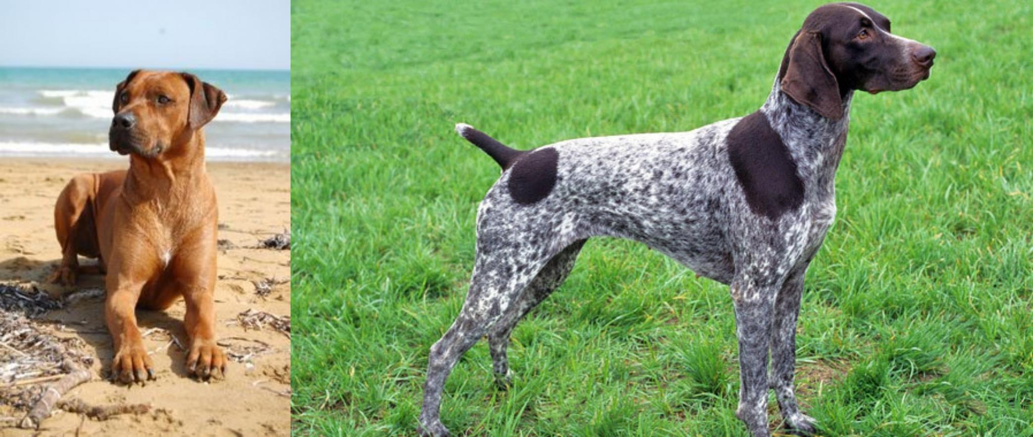 Rhodesian Ridgeback vs German Shorthaired Pointer - Breed Comparison