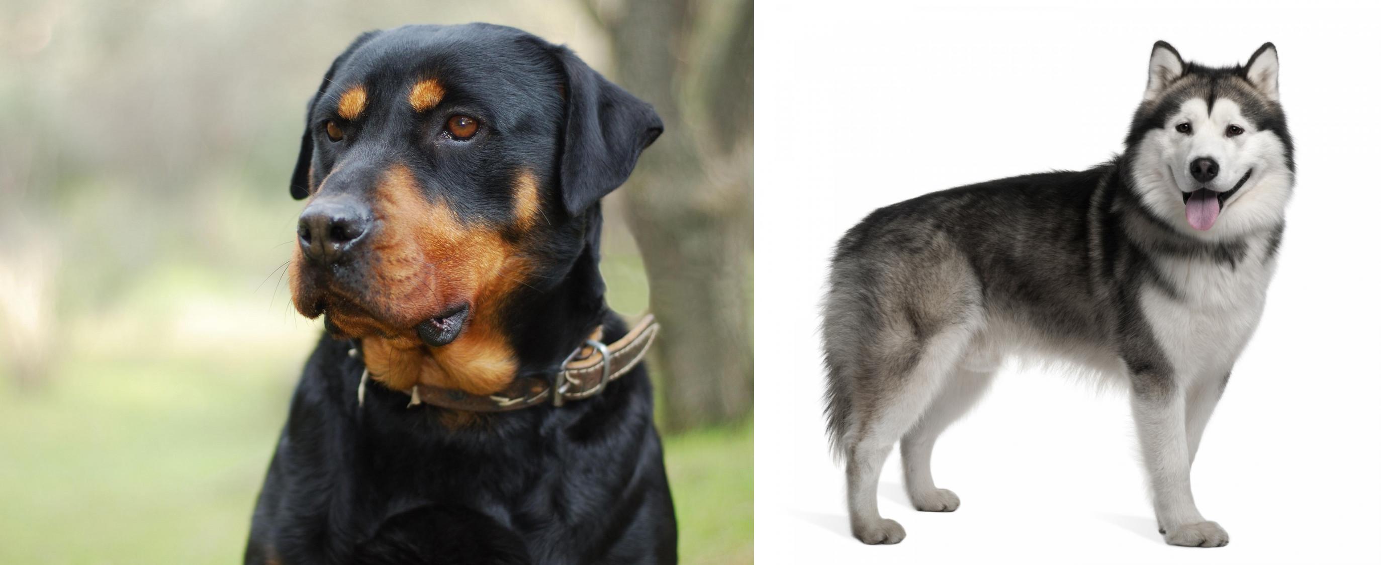 Alaskan Malamute vs Rottweiler - Breed Comparison | MyDogBreeds