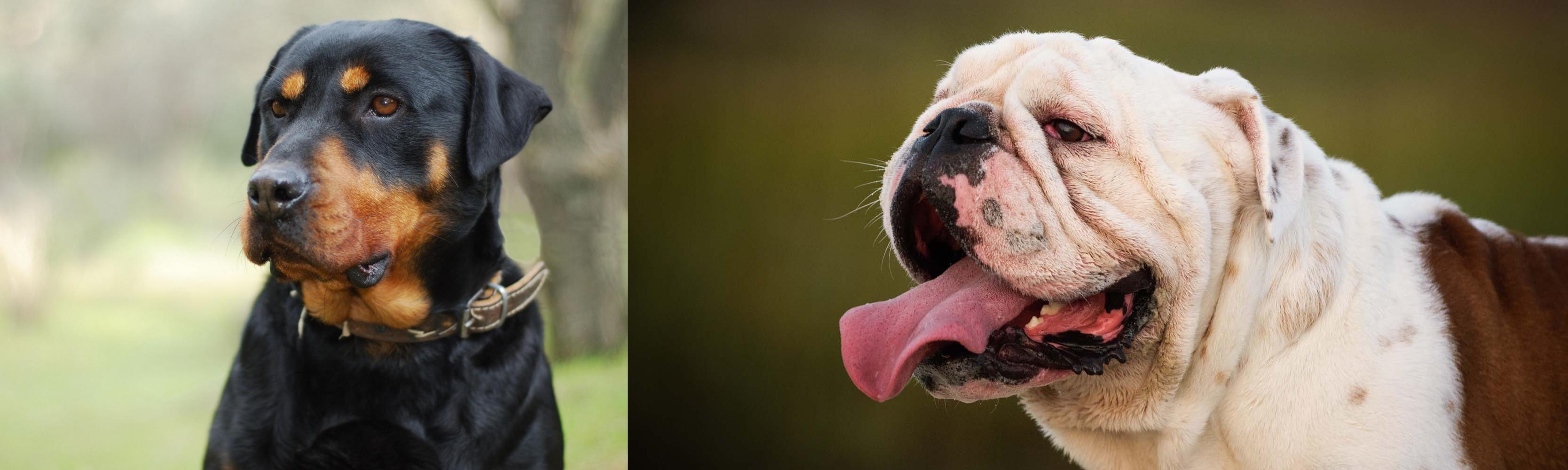 Rottweiler vs English Bulldog - Breed Comparison | MyDogBreeds