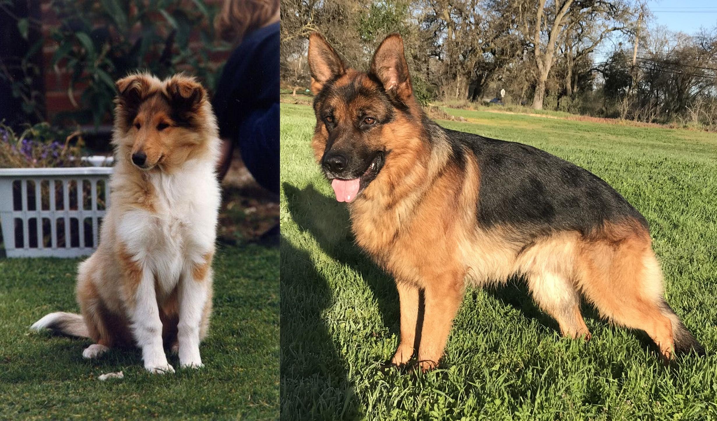 Rough Collie vs German Shepherd - Breed Comparison