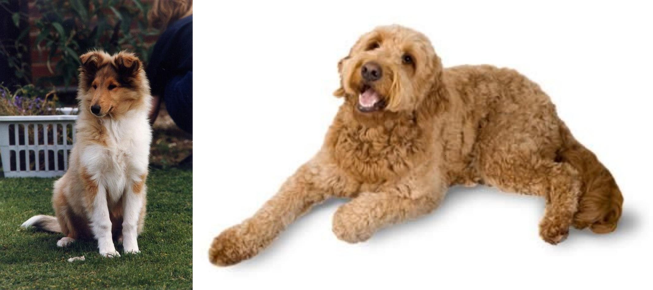 Rough Collie vs Golden Doodle - Breed Comparison | MyDogBreeds