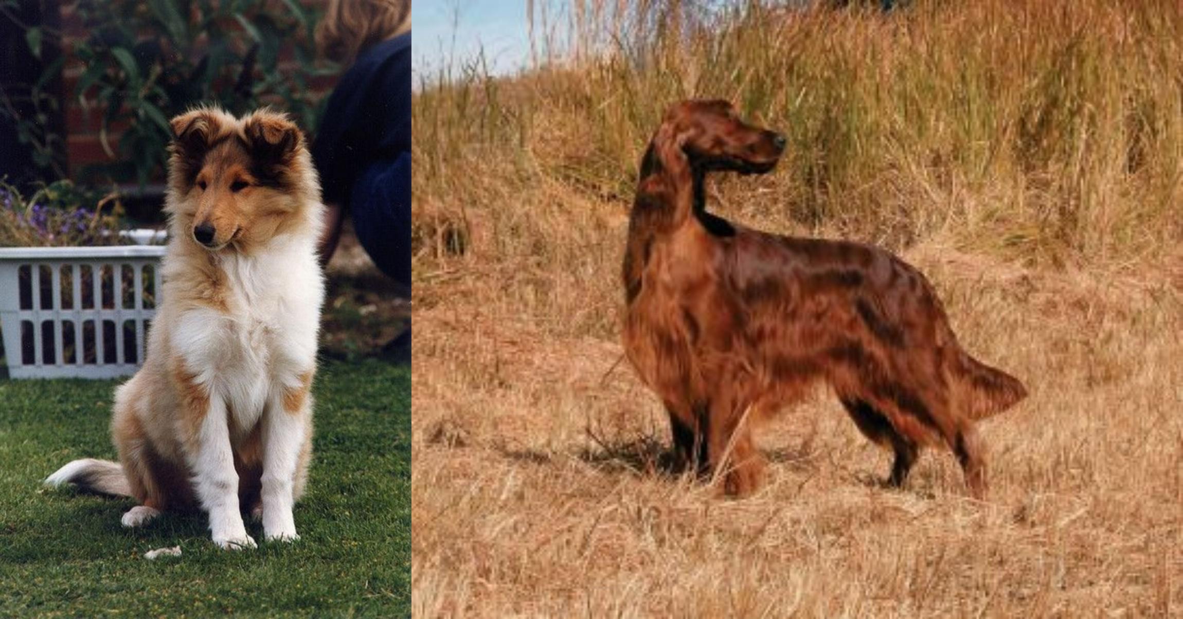 Rough Collie vs Irish Setter - Breed Comparison | MyDogBreeds