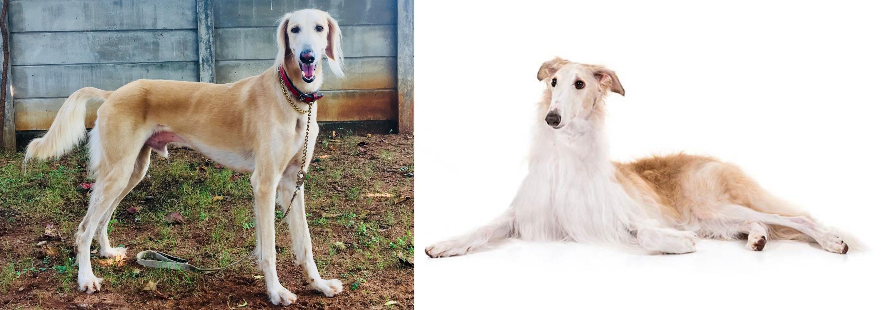 Saluki vs Borzoi - Breed Comparison | MyDogBreeds
