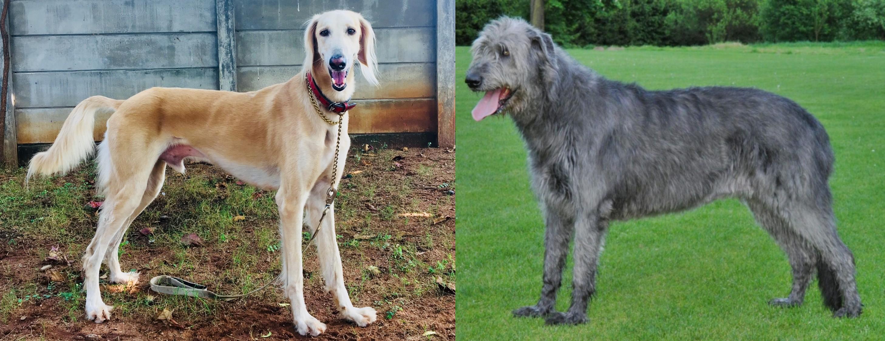 Saluki vs Irish Wolfhound - Breed Comparison | MyDogBreeds