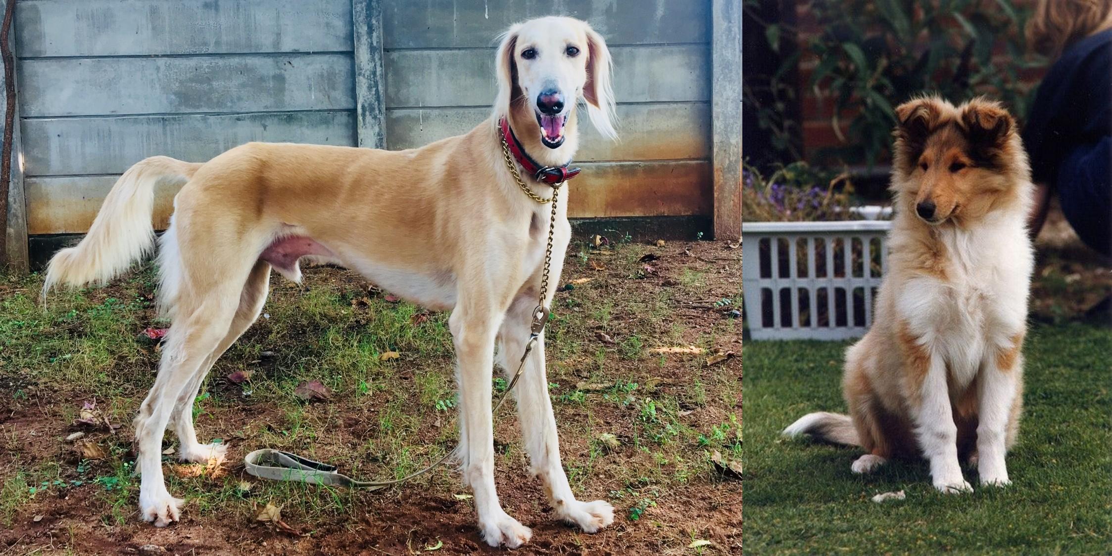 Saluki vs Rough Collie - Breed Comparison | MyDogBreeds