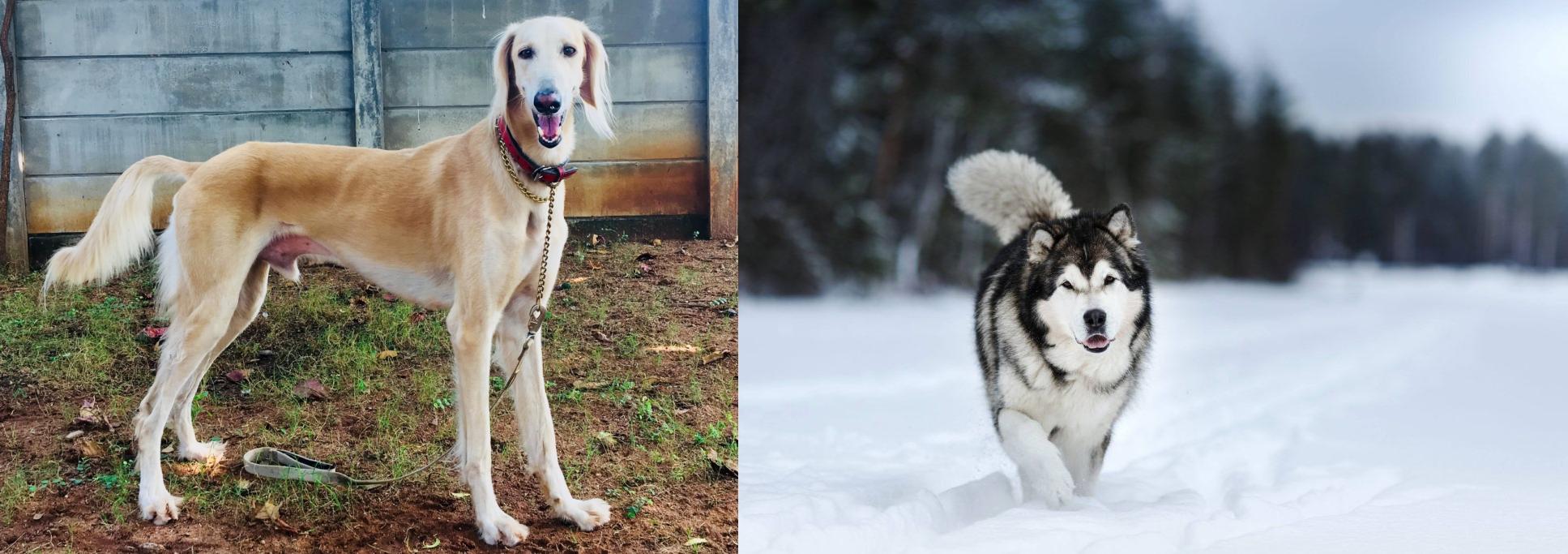 Saluki vs Siberian Husky - Breed Comparison | MyDogBreeds
