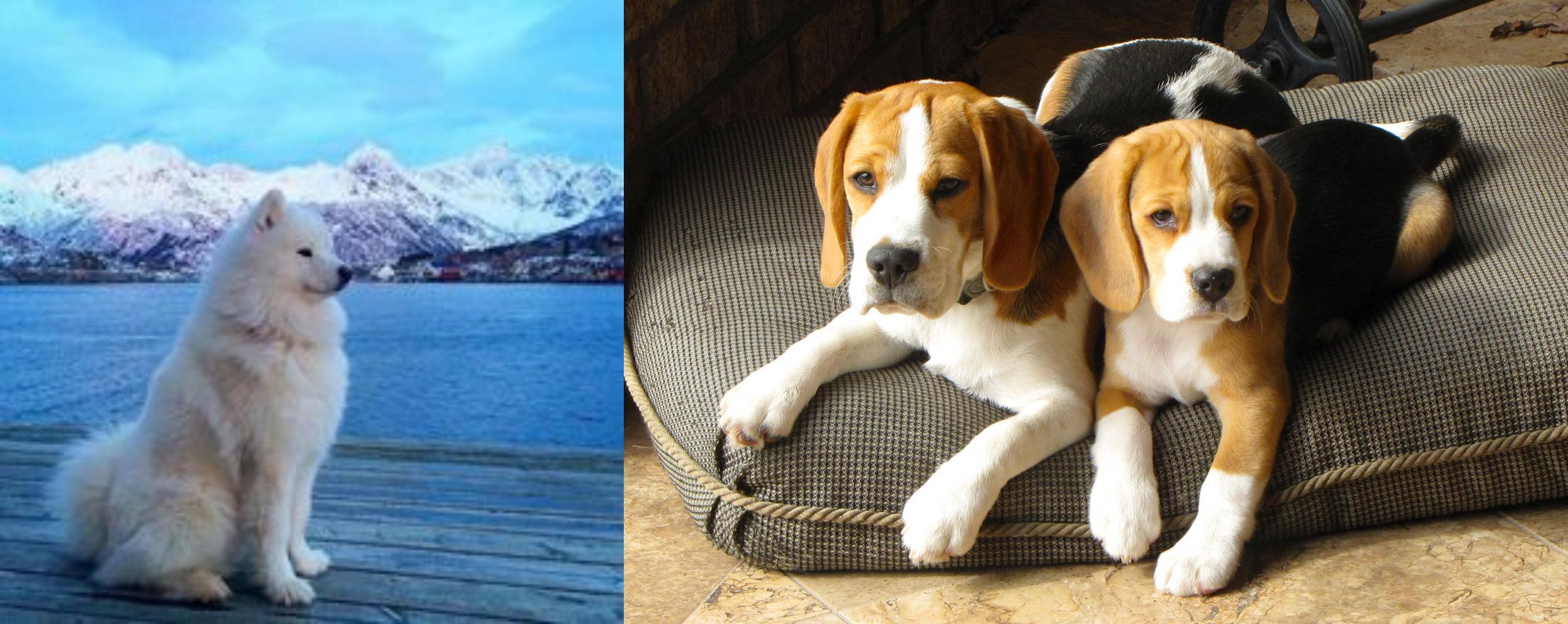 Samoyed vs Beagle - Breed Comparison | MyDogBreeds