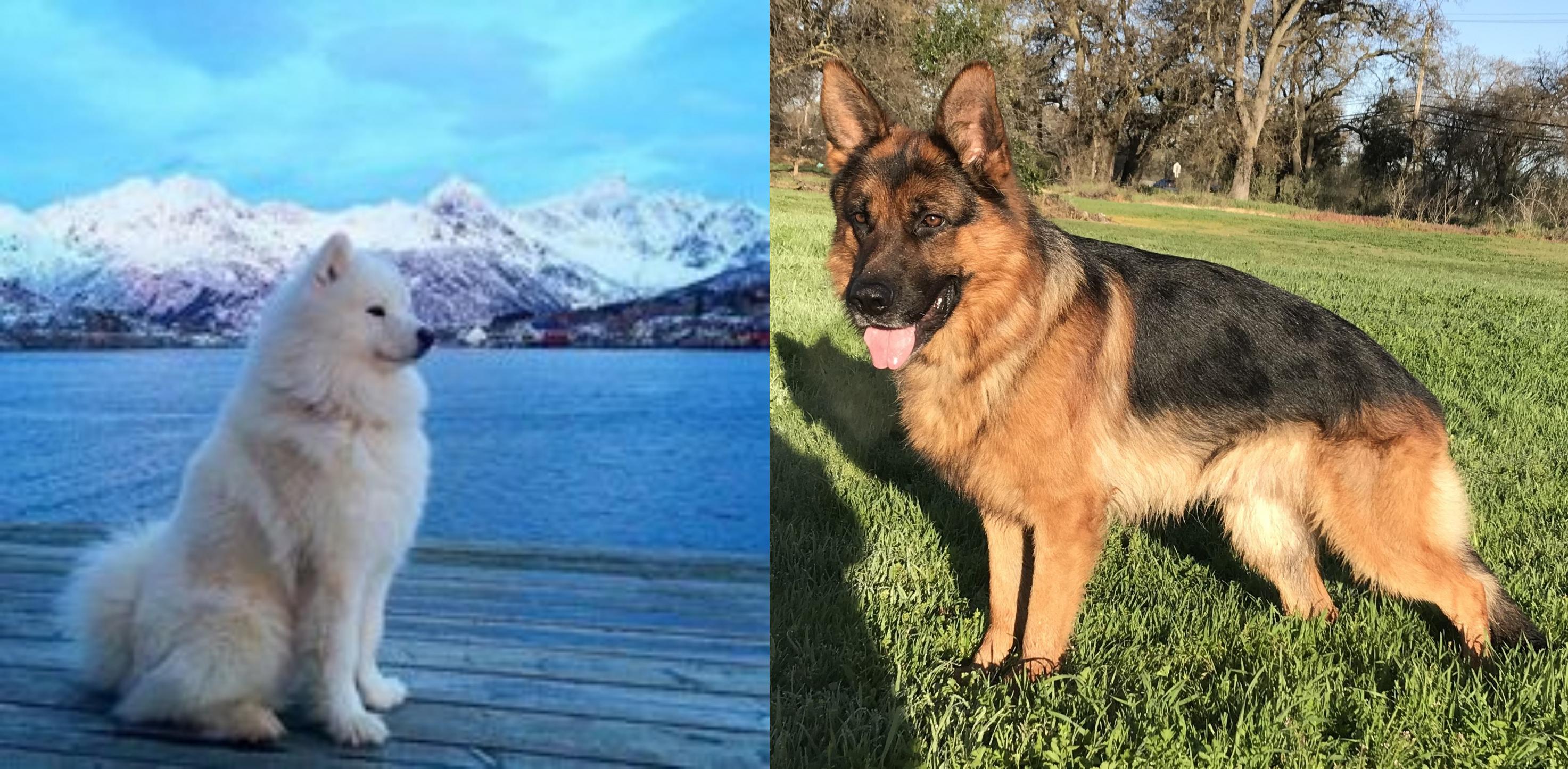 Samoyed vs German Shepherd - Breed Comparison | MyDogBreeds