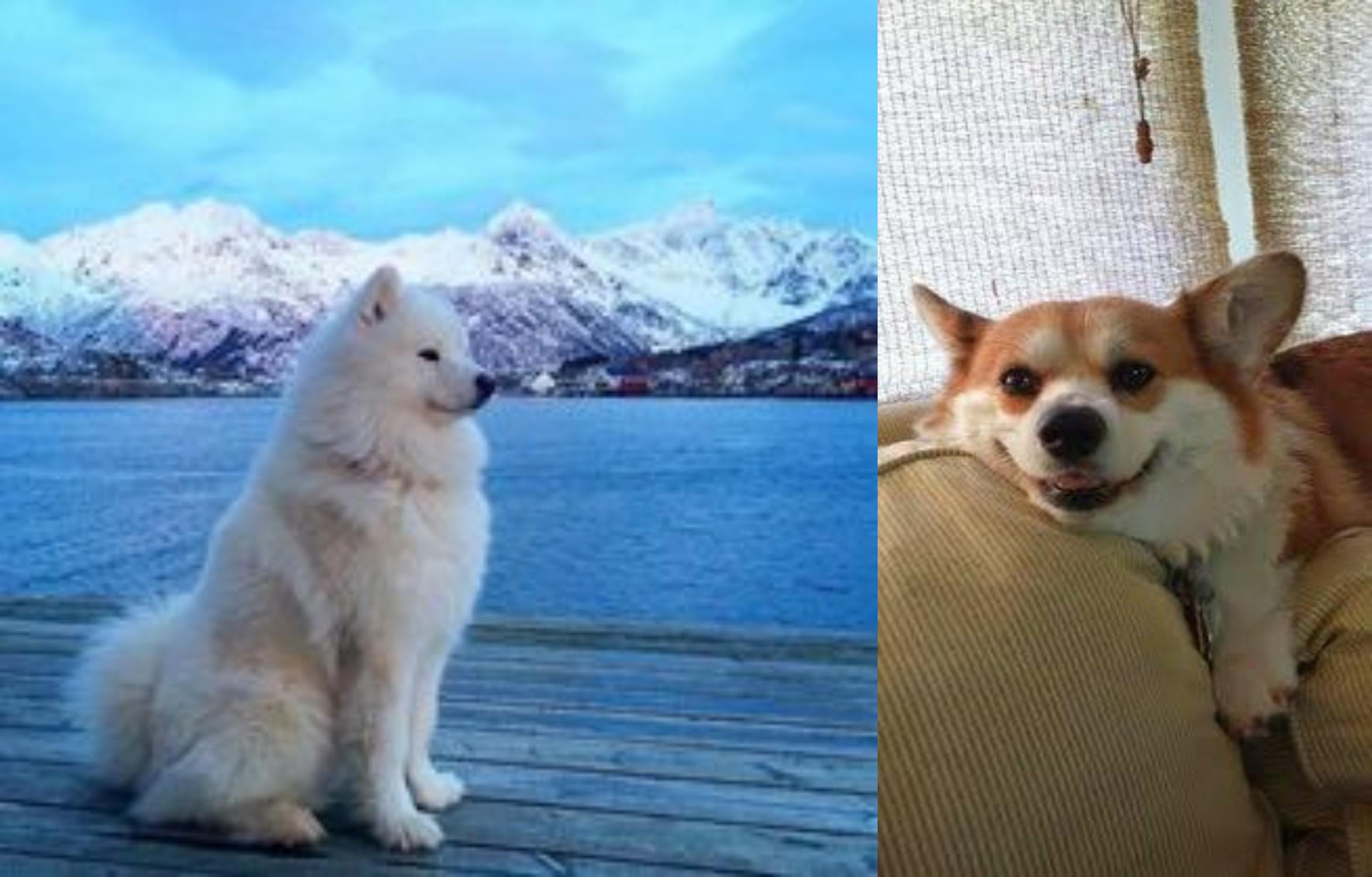 Samoyed Corgi Mix Here Are 40 Corgi Mixes To Pick Your Breed | Great