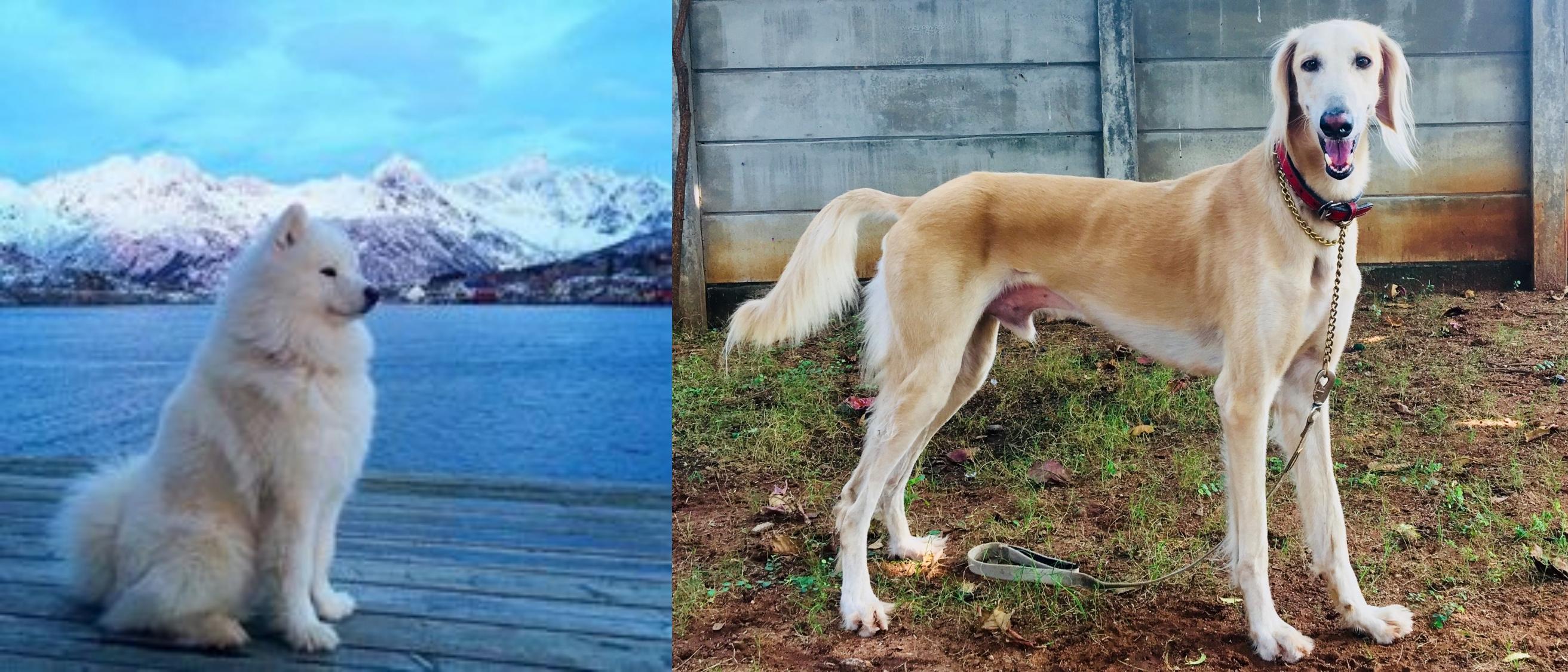 Samoyed vs Saluki - Breed Comparison | MyDogBreeds