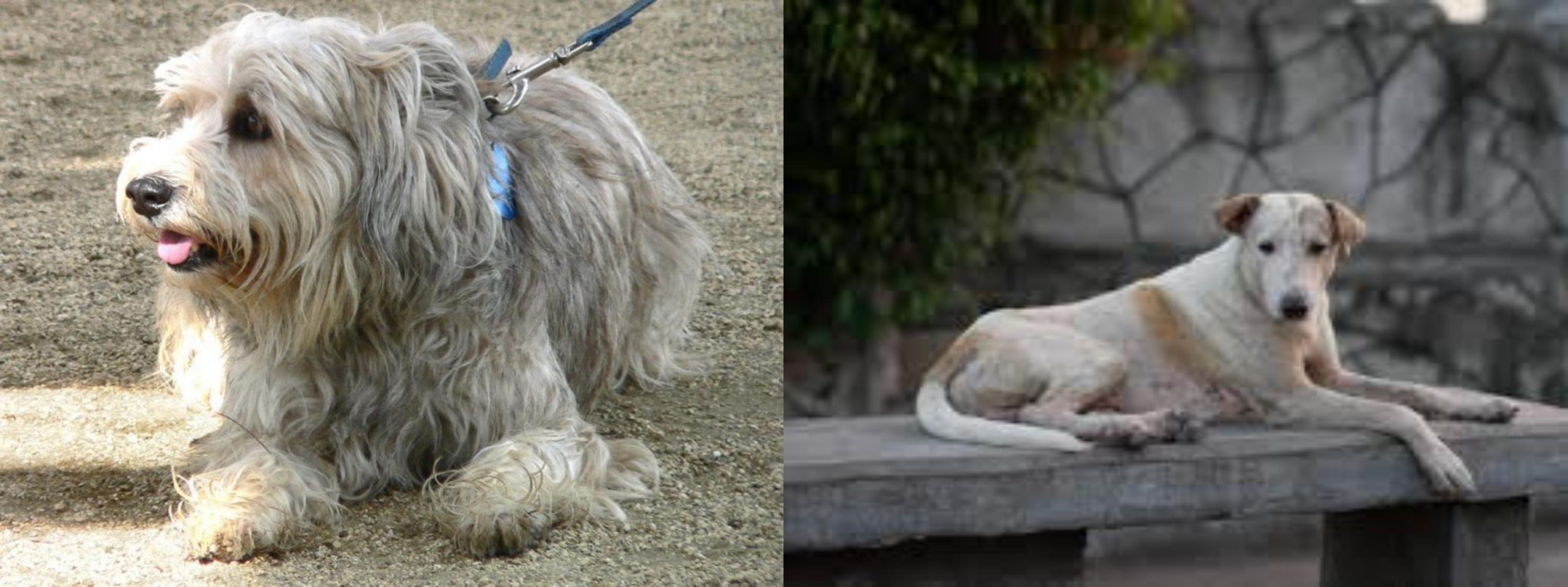 Sapsali vs Askal - Breed Comparison | MyDogBreeds