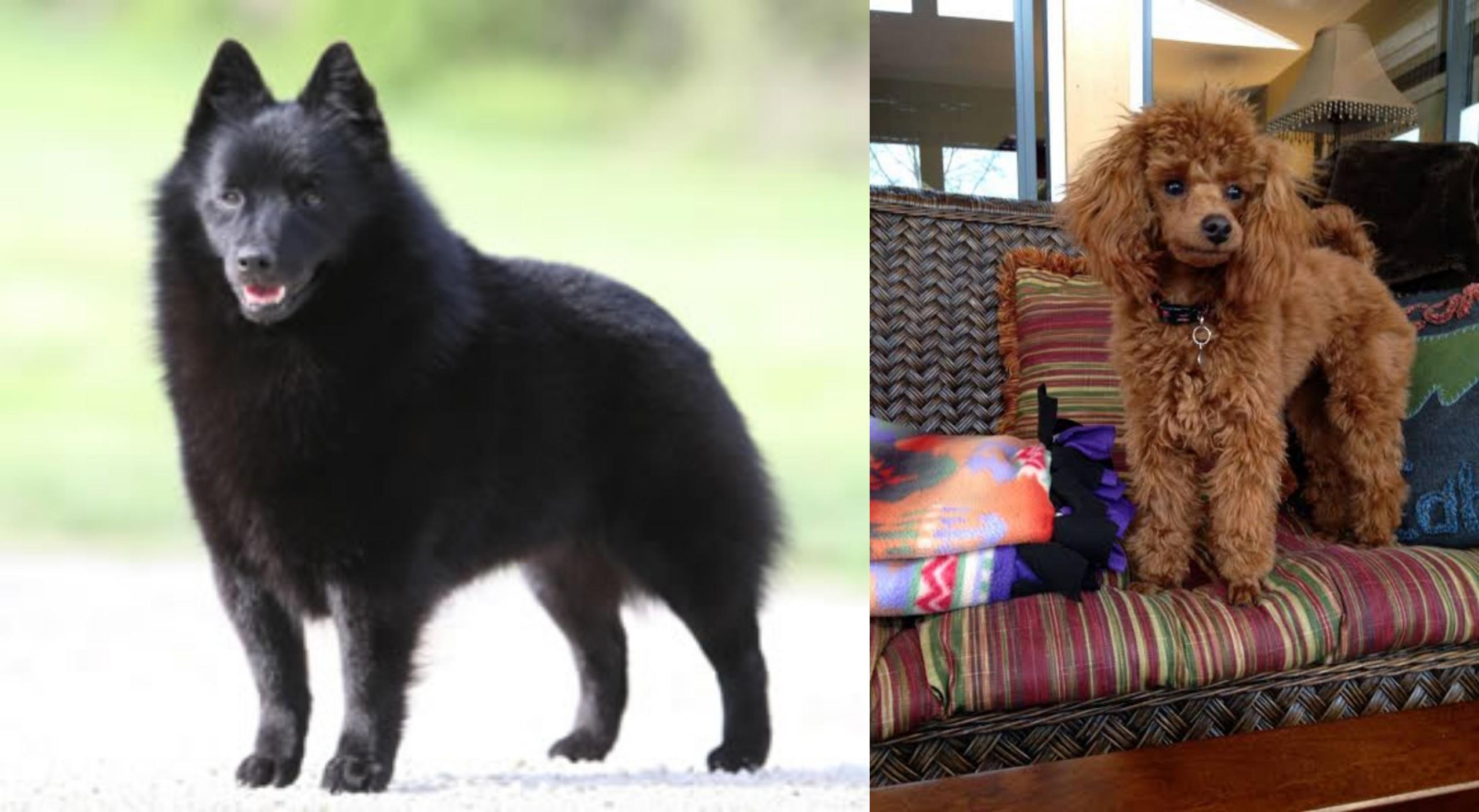 Schipperke vs Miniature Poodle - Breed Comparison