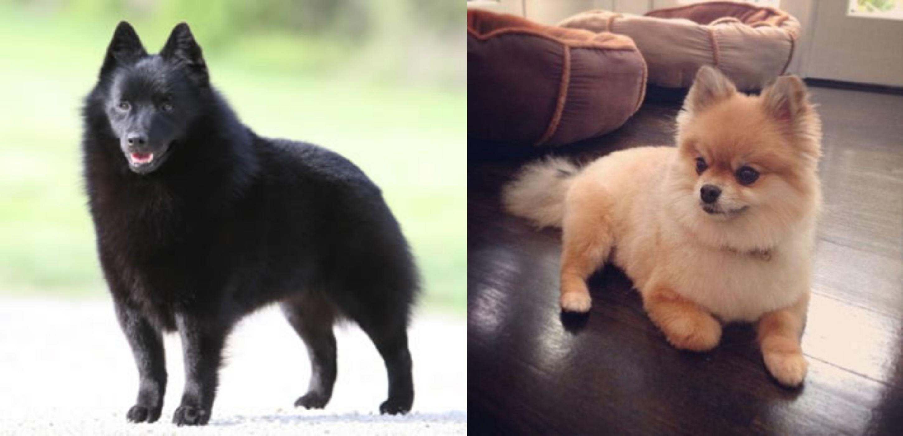 Schipperke vs Pomeranian - Breed Comparison | MyDogBreeds