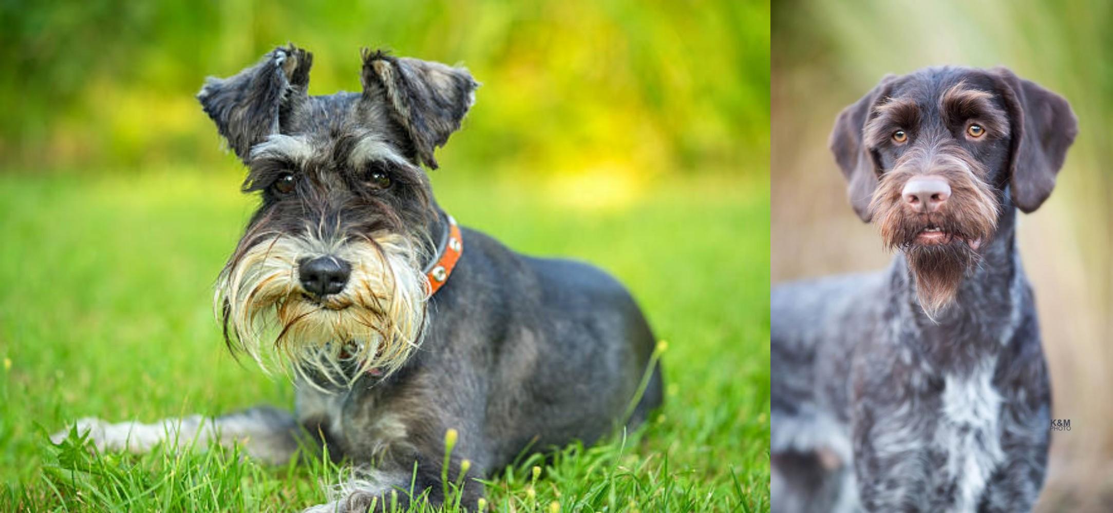 Schnauzer vs German Wirehaired Pointer - Breed Comparison