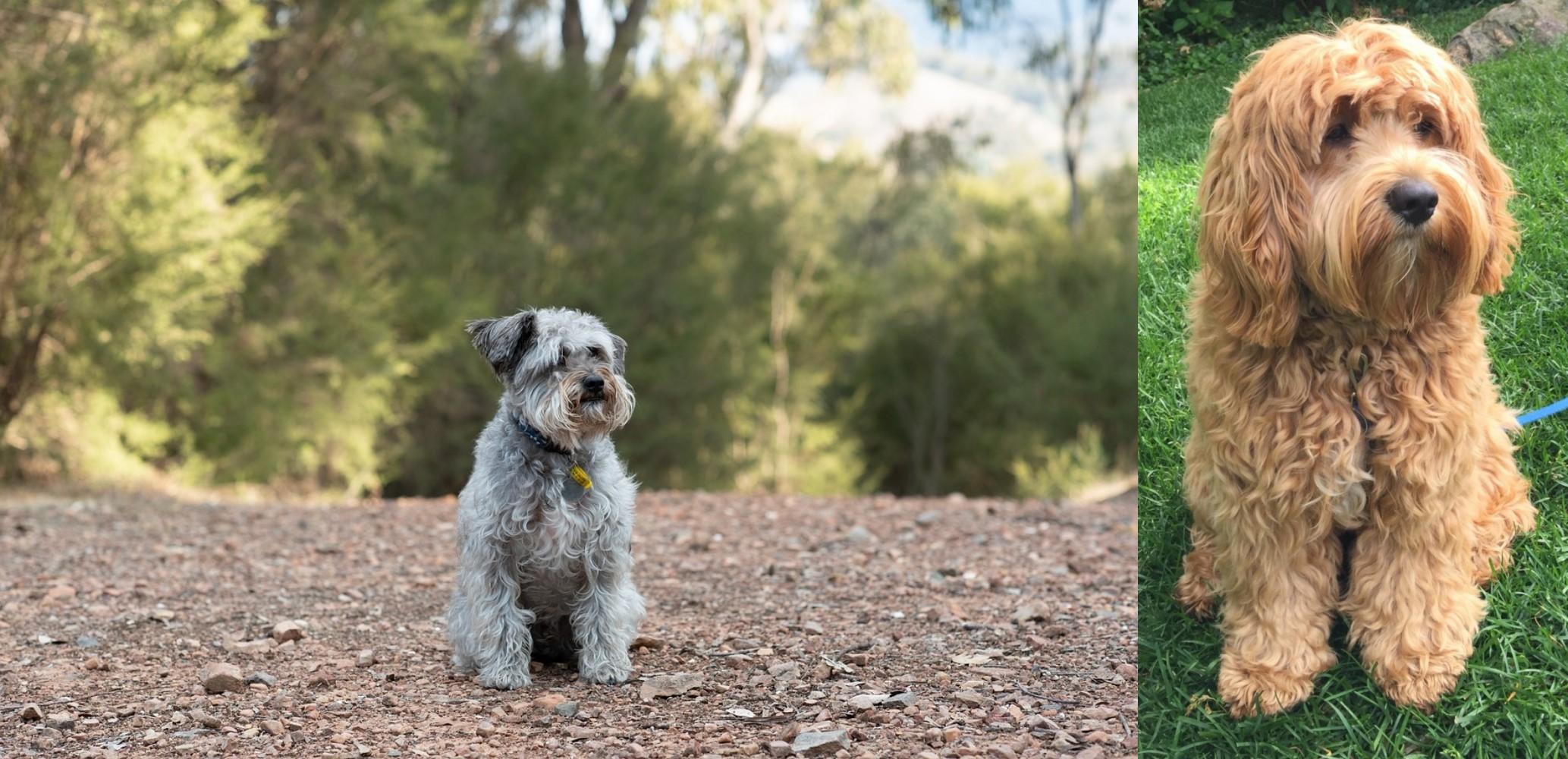 Schnoodle vs Cockapoo - Breed Comparison | MyDogBreeds