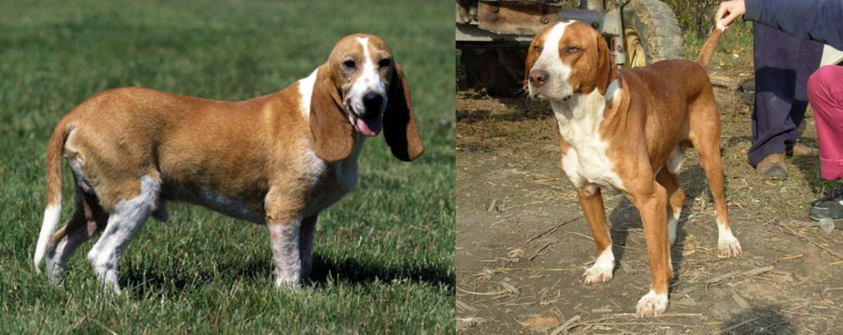 Schweizer Niederlaufhund vs Posavac Hound - Breed Comparison