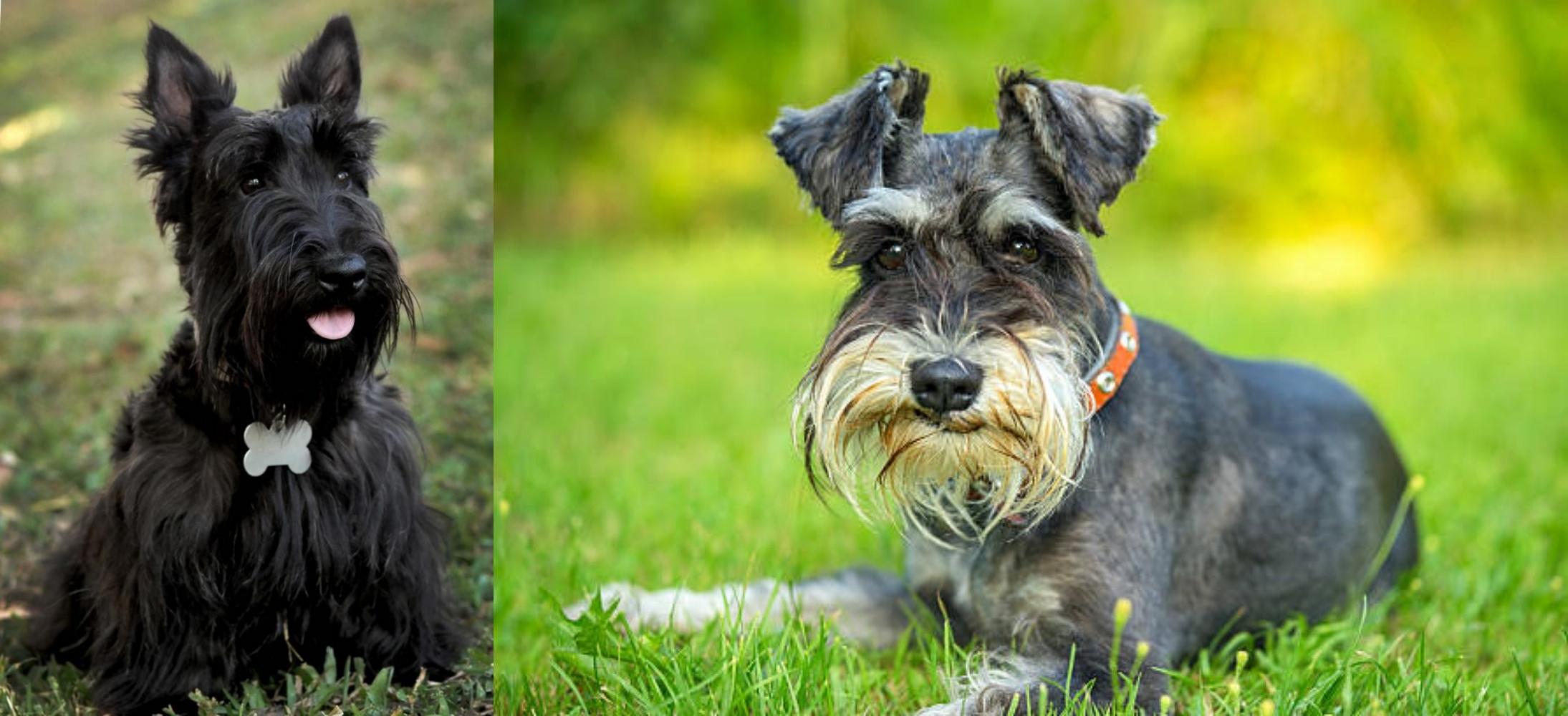 Scoland Terrier vs Schnauzer - Breed Comparison | MyDogBreeds