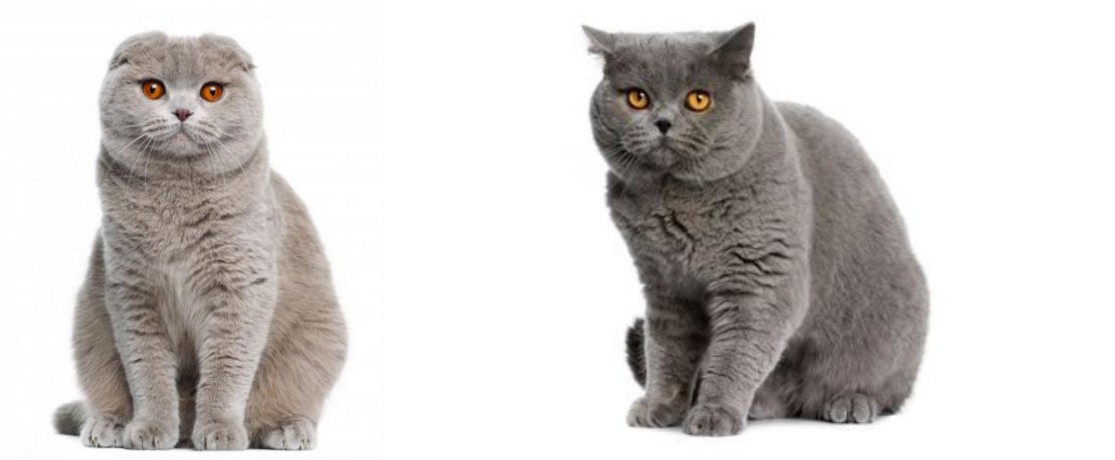 Scottish Fold vs British Shorthair - Breed Comparison