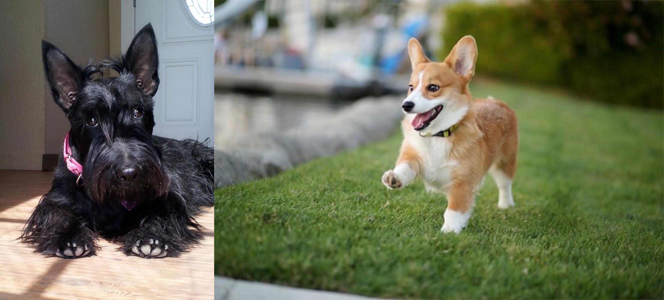 Scottish Terrier vs Corgi - Breed Comparison | MyDogBreeds