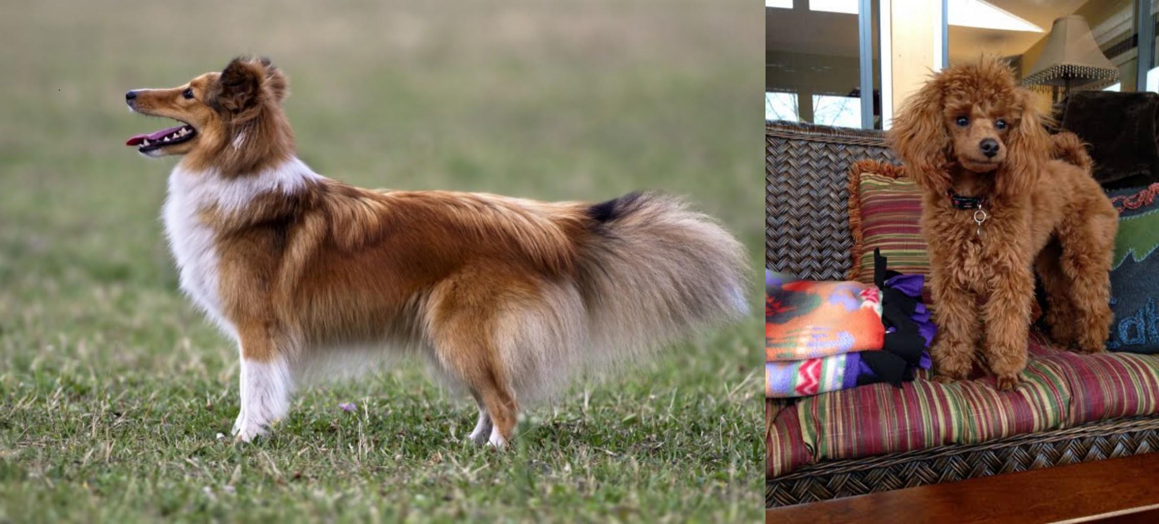Shetland Sheepdog vs Miniature Poodle - Breed Comparison