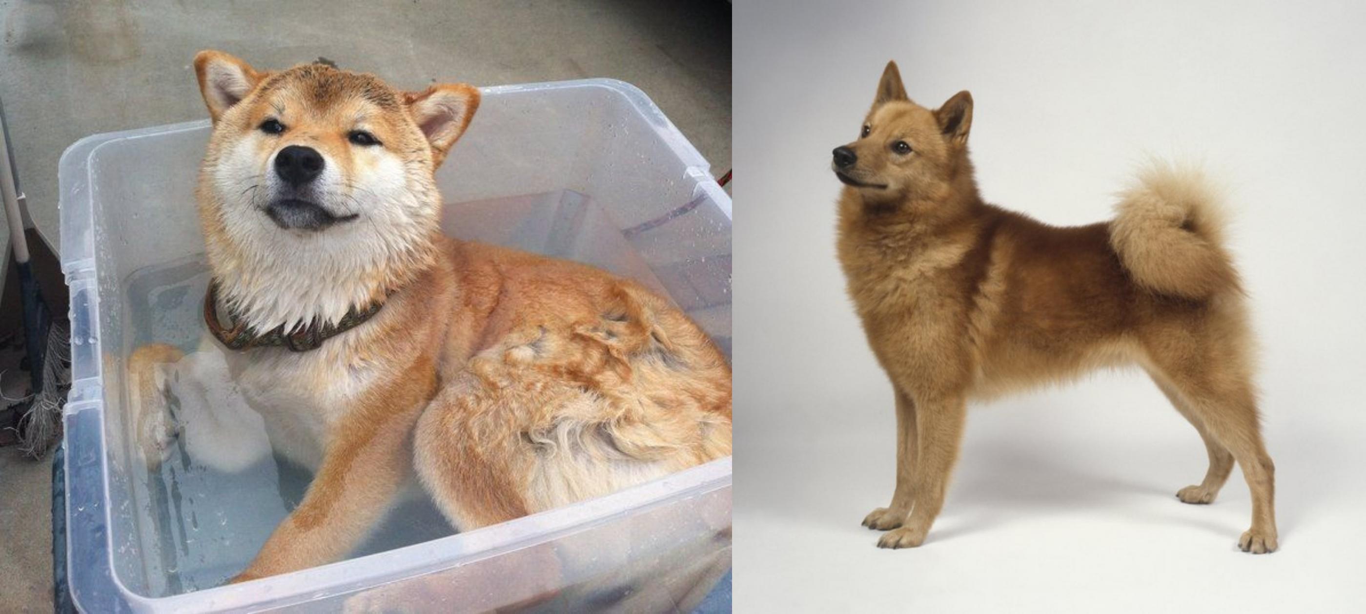 Shiba Inu vs Finnish Spitz - Breed Comparison | MyDogBreeds