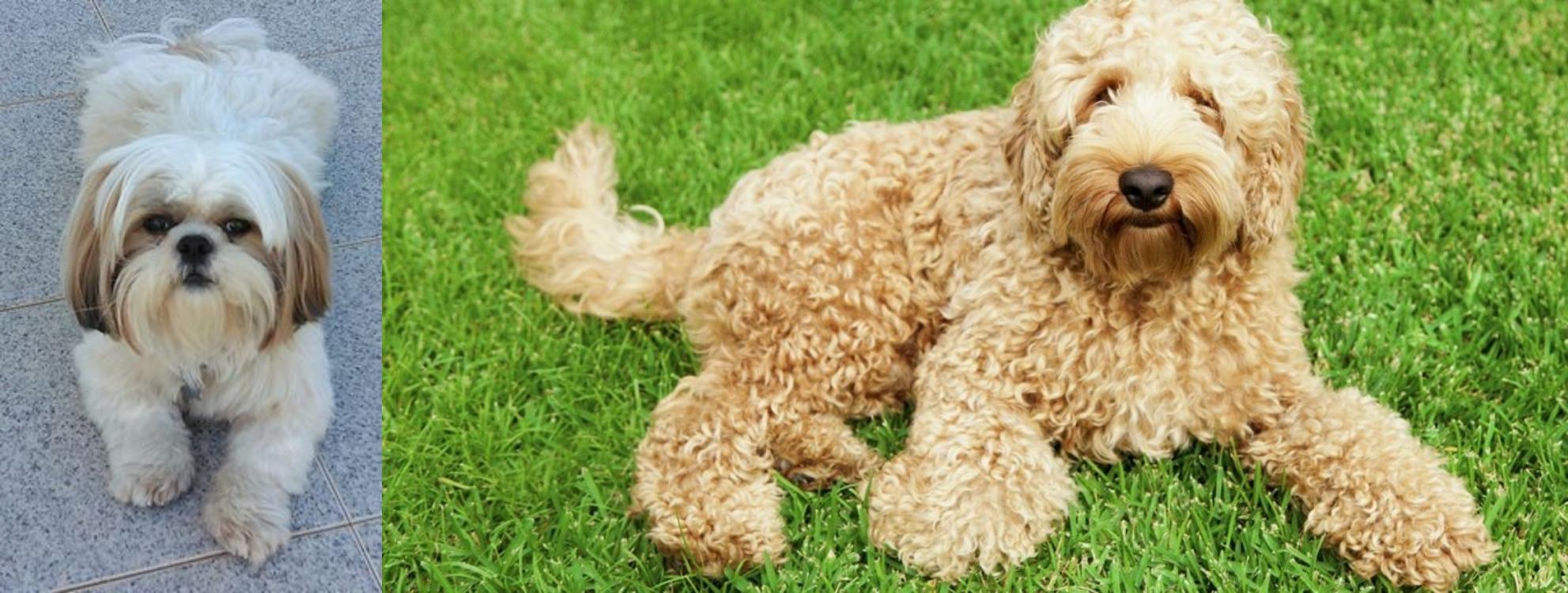 Shih Tzu vs Labradoodle - Breed Comparison | MyDogBreeds