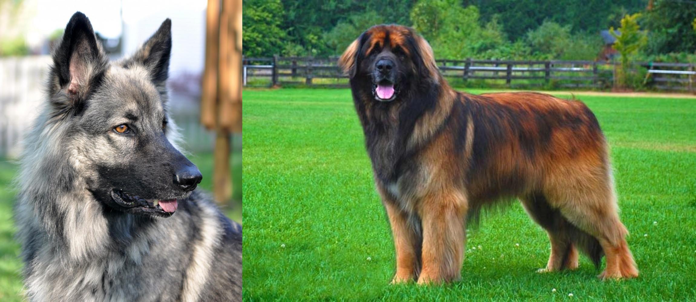 Shiloh Shepherd vs Leonberger - Breed Comparison | MyDogBreeds