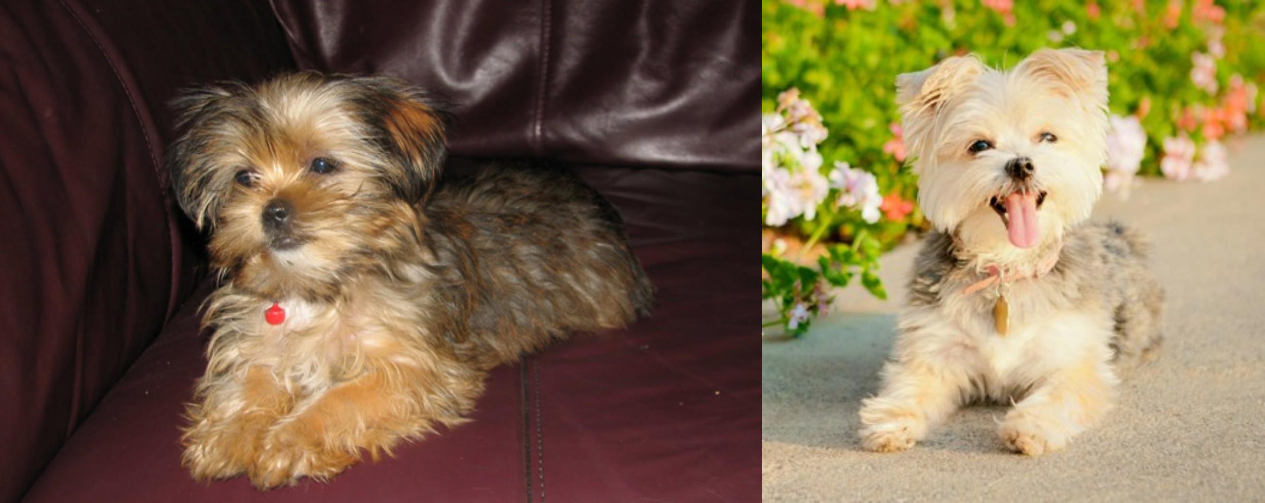 Shorkie vs Morkie - Breed Comparison | MyDogBreeds