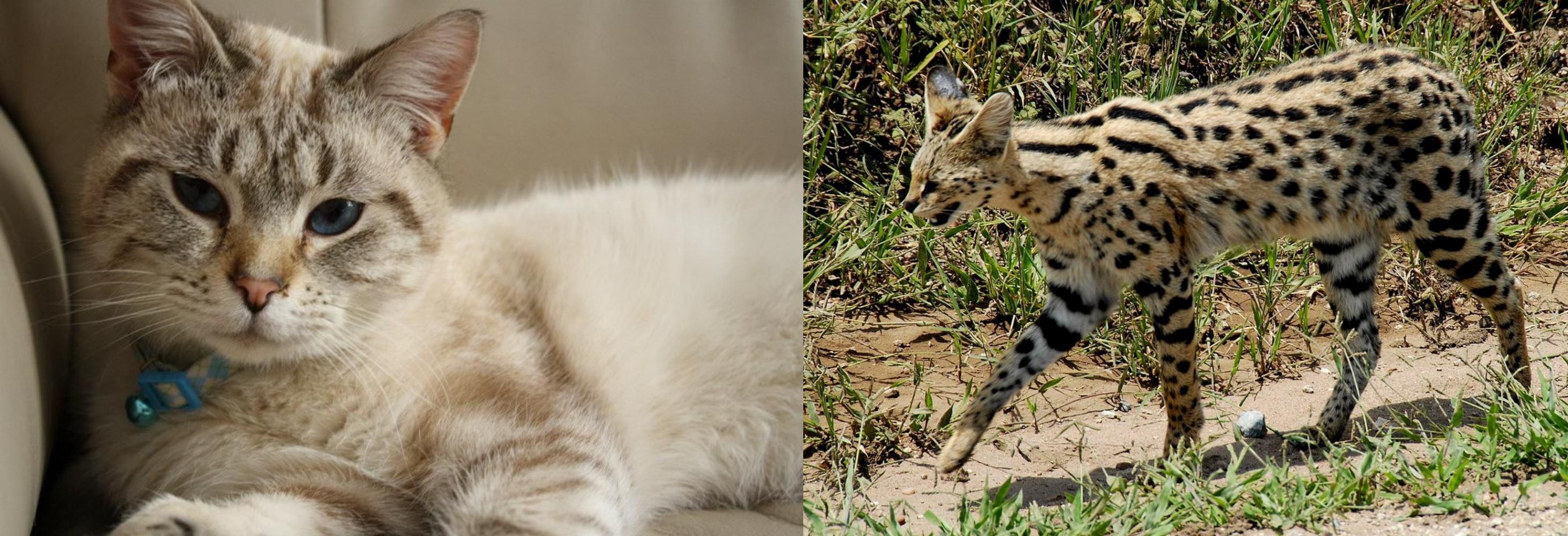 Siamese/Tabby vs African Serval - Breed Comparison