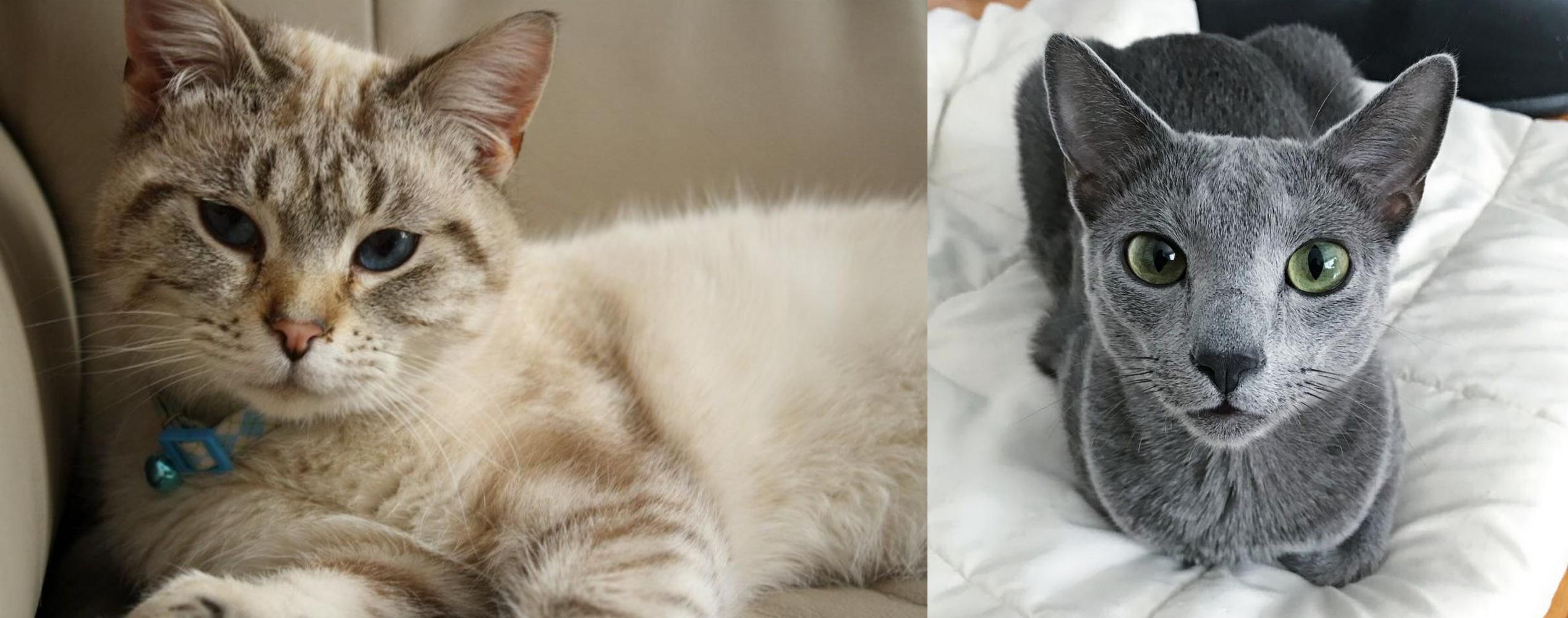Siamese/Tabby vs Blue Russian - Breed Comparison | MyCatBreeds