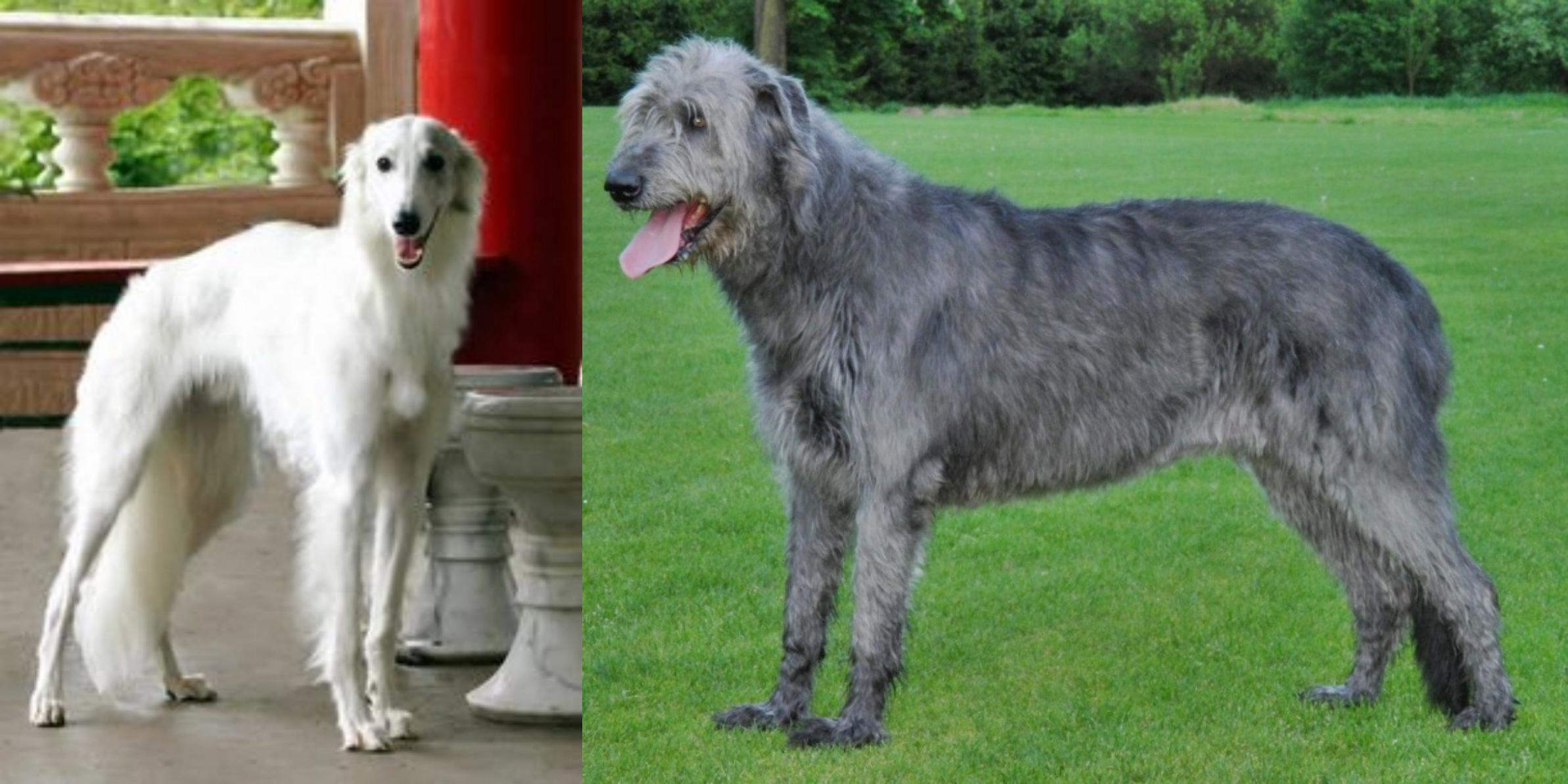 Silken Windhound vs Irish Wolfhound - Breed Comparison