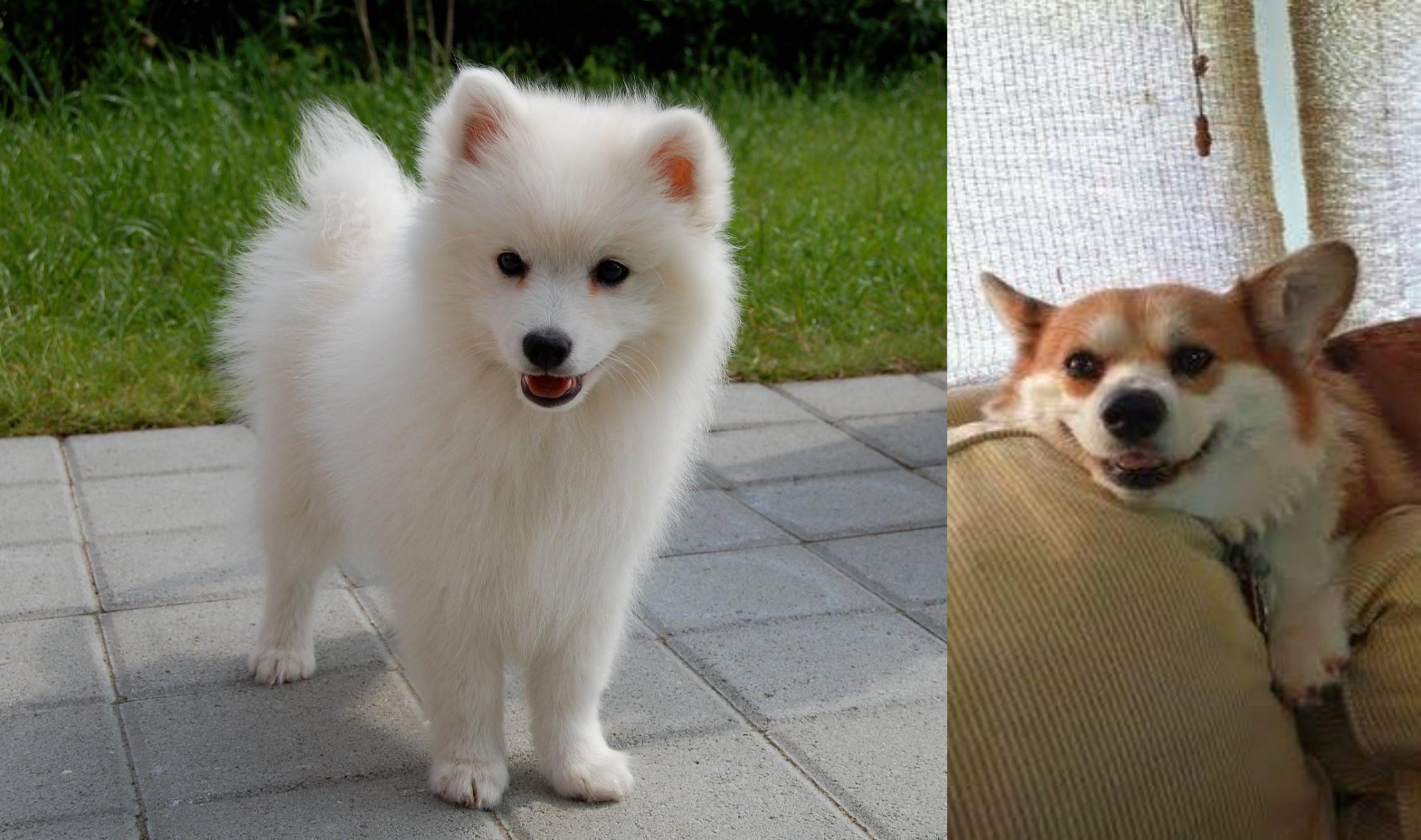 Spitz vs Pembroke Welsh Corgi - Breed Comparison | MyDogBreeds