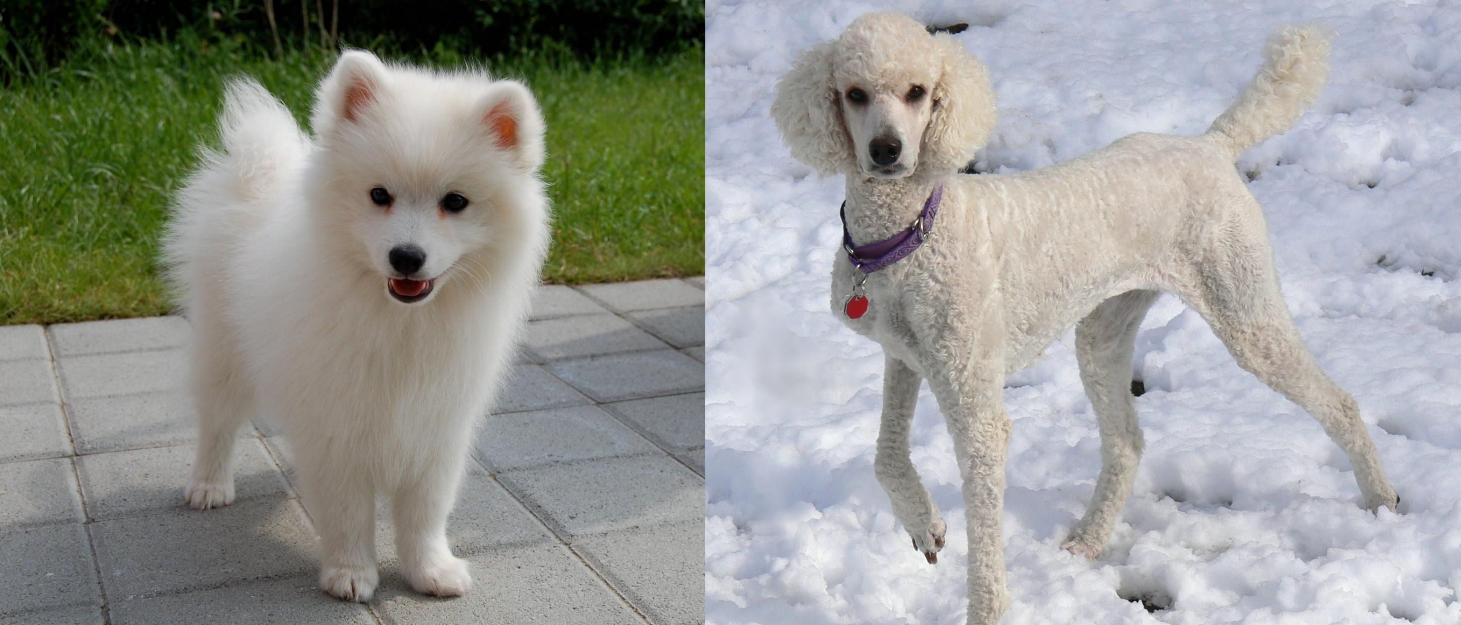 Spitz vs Poodle - Breed Comparison | MyDogBreeds