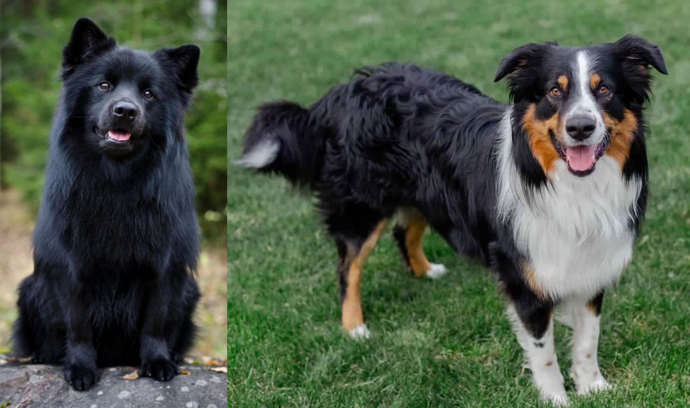 Swedish Lapphund vs English Shepherd - Breed Comparison