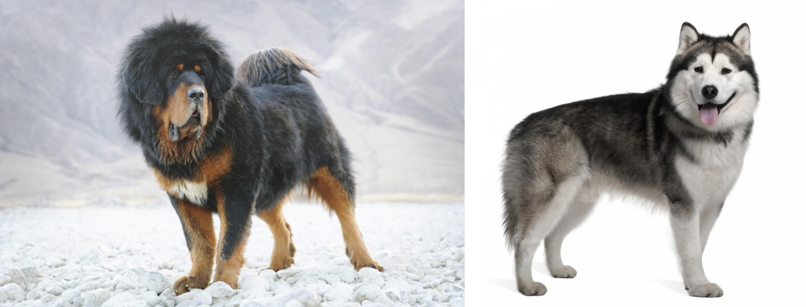 Tibetan Mastiff vs Alaskan Malamute - Breed Comparison